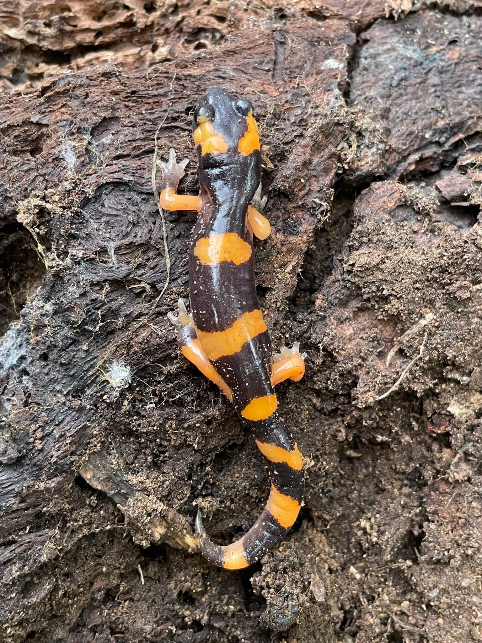31 Types of Salamanders (Pictures And Identification)