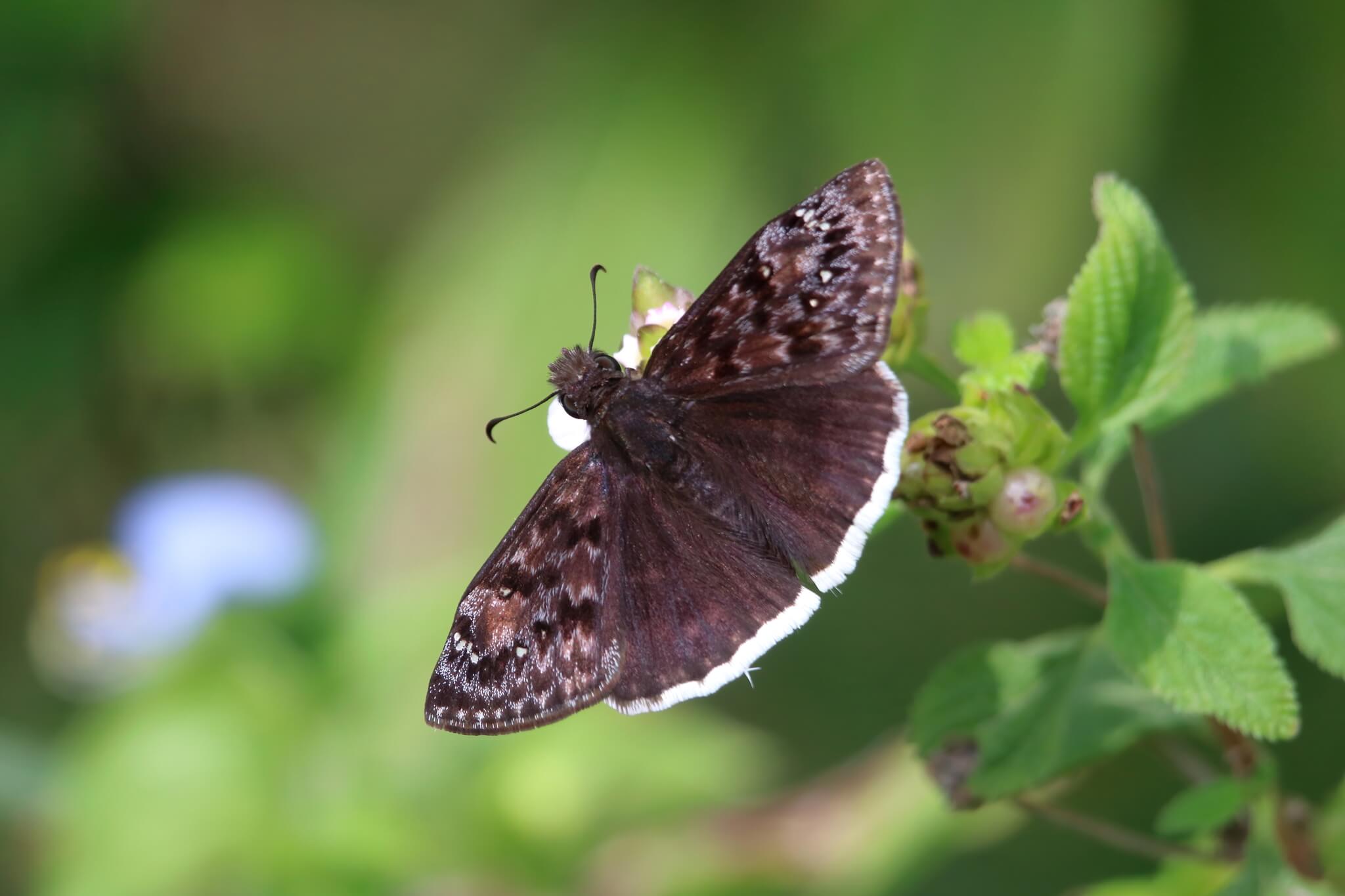 46 Common Types of Black Butterflies (with Pictures)