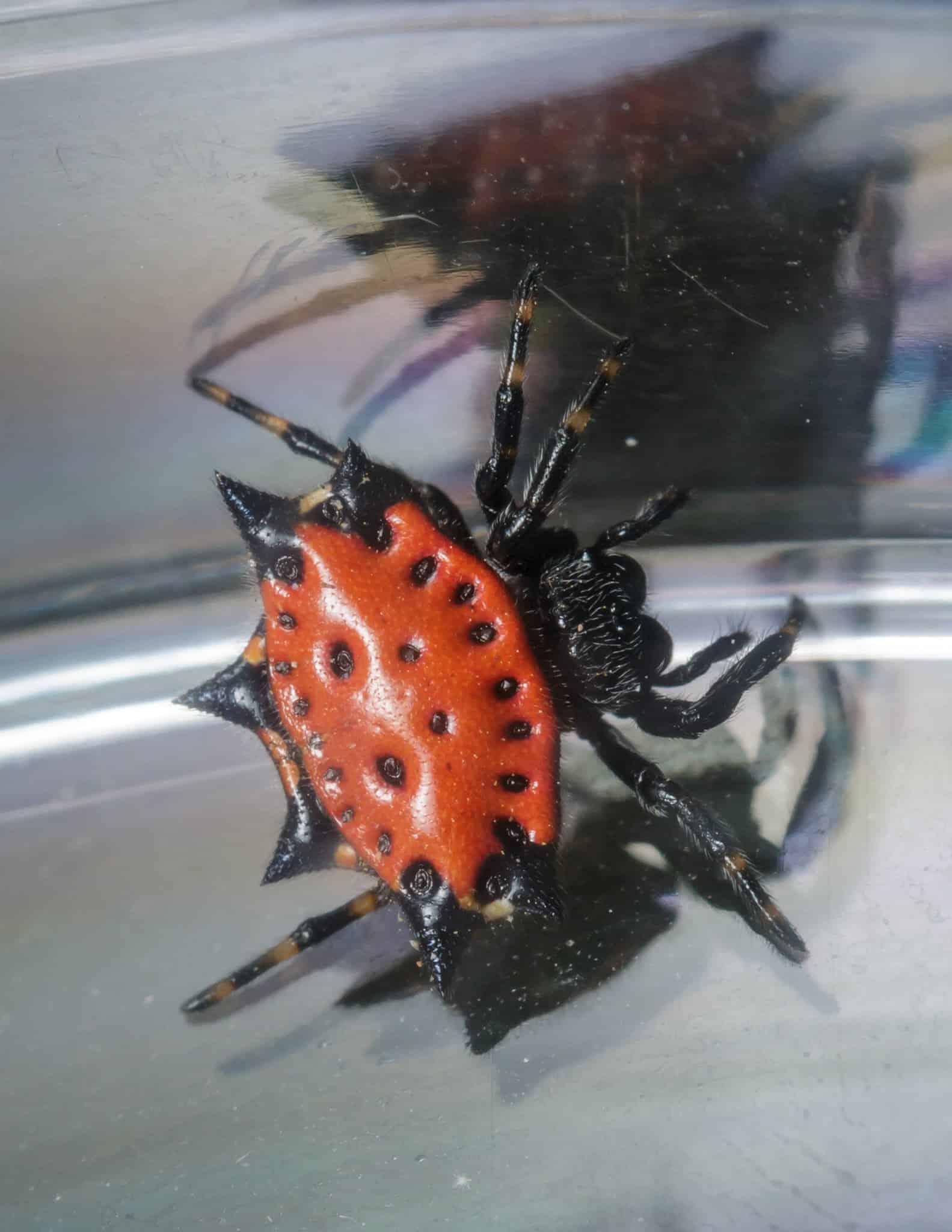 29 Orange Spiders (Pictures and Identification)