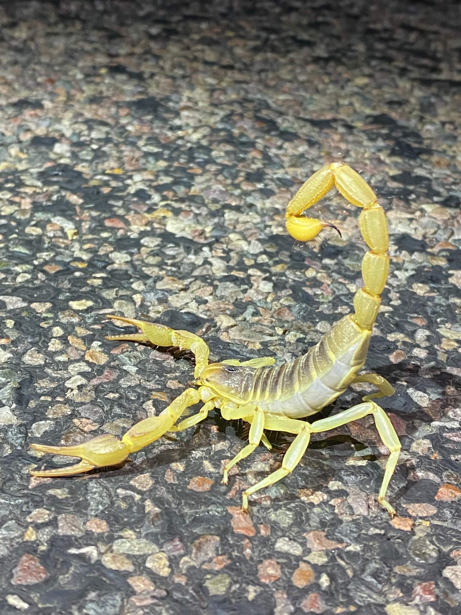 27 Types of Scorpions (Pictures and Identification)