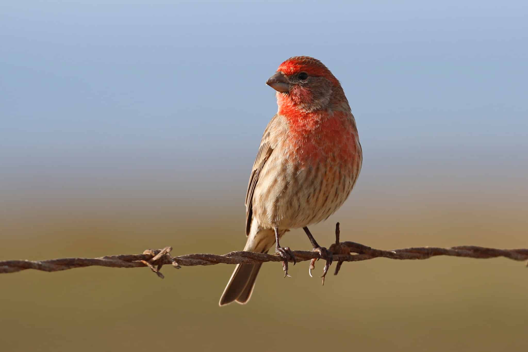 32 Birds With Orange Heads (Pictures and Identification)