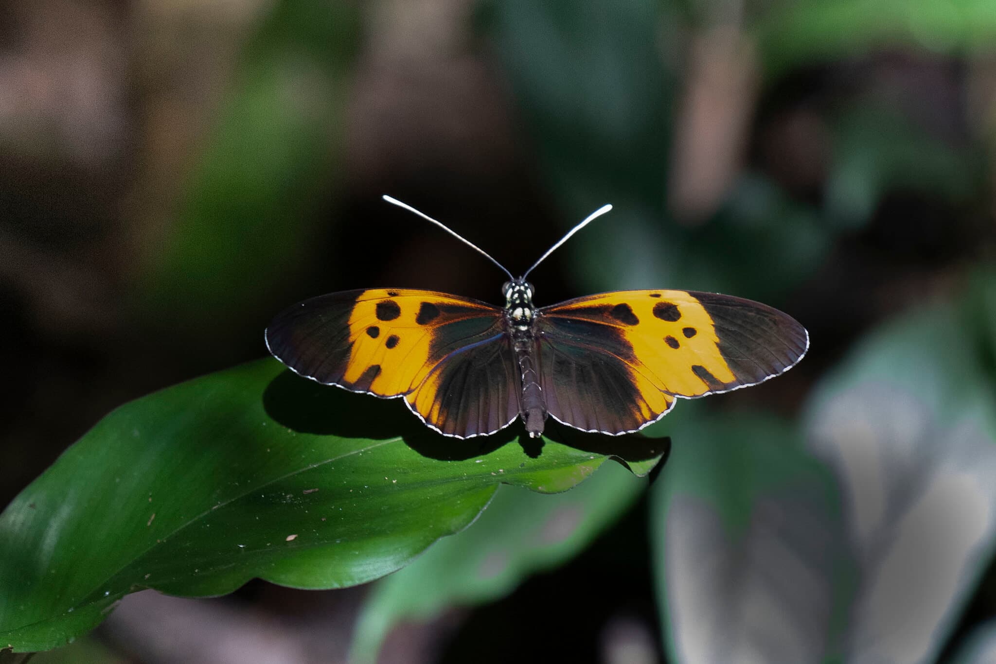 35 Vivid Butterflies In The Rainforest (with Pictures)