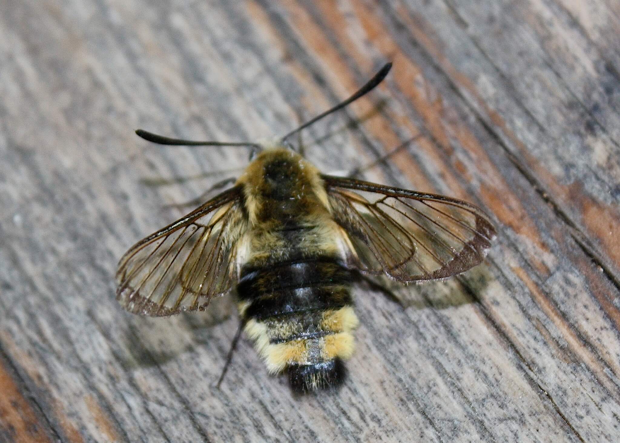 27 Butterflies and Moths With Clear Wings (with Pictures)