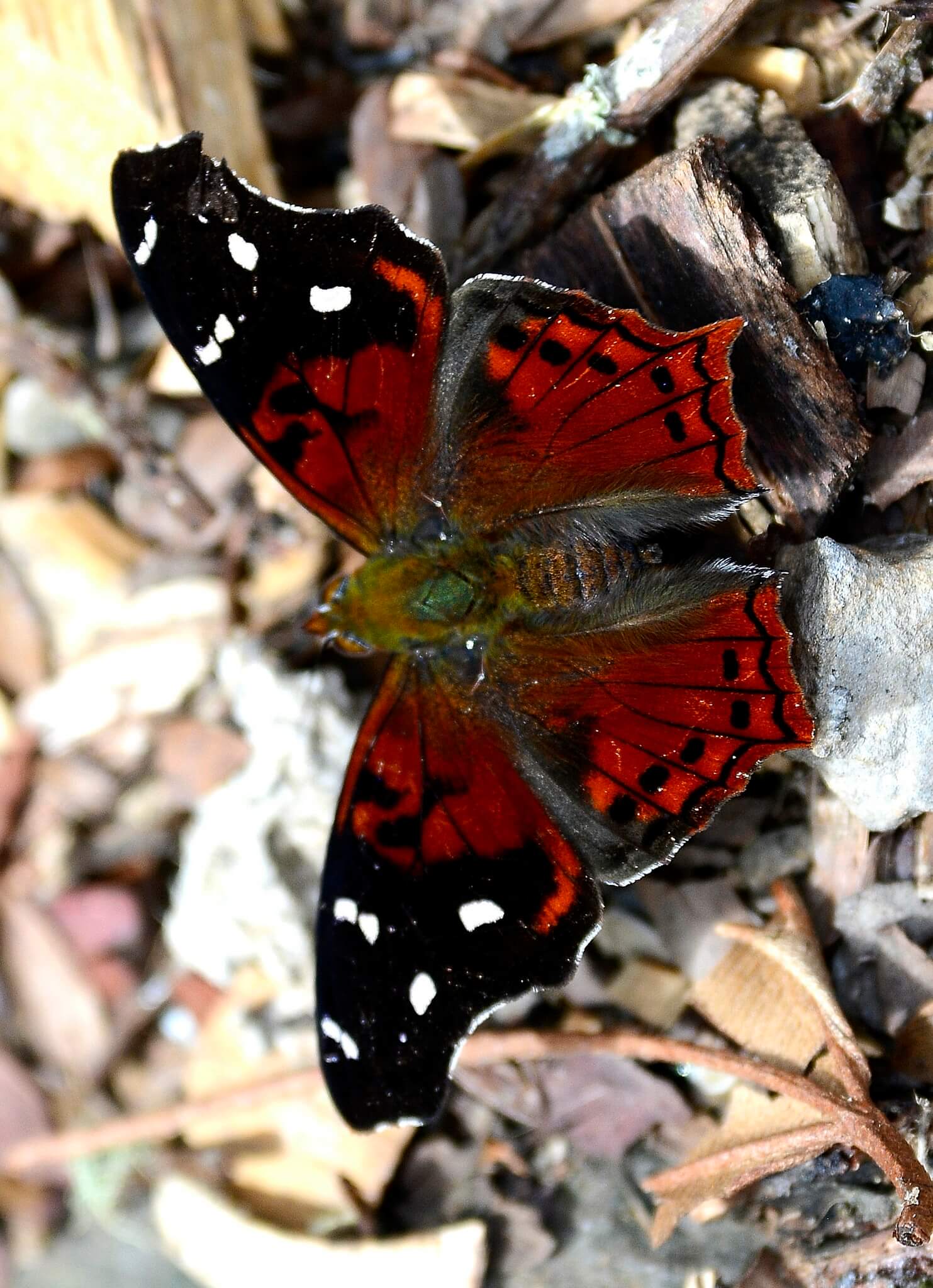 29 Vivid Red Butterflies (From Crimson to Blush)