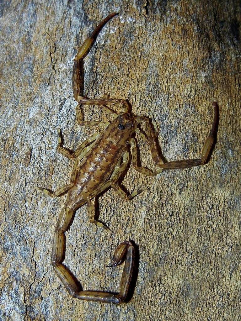 27 Types of Scorpions (Pictures and Identification)