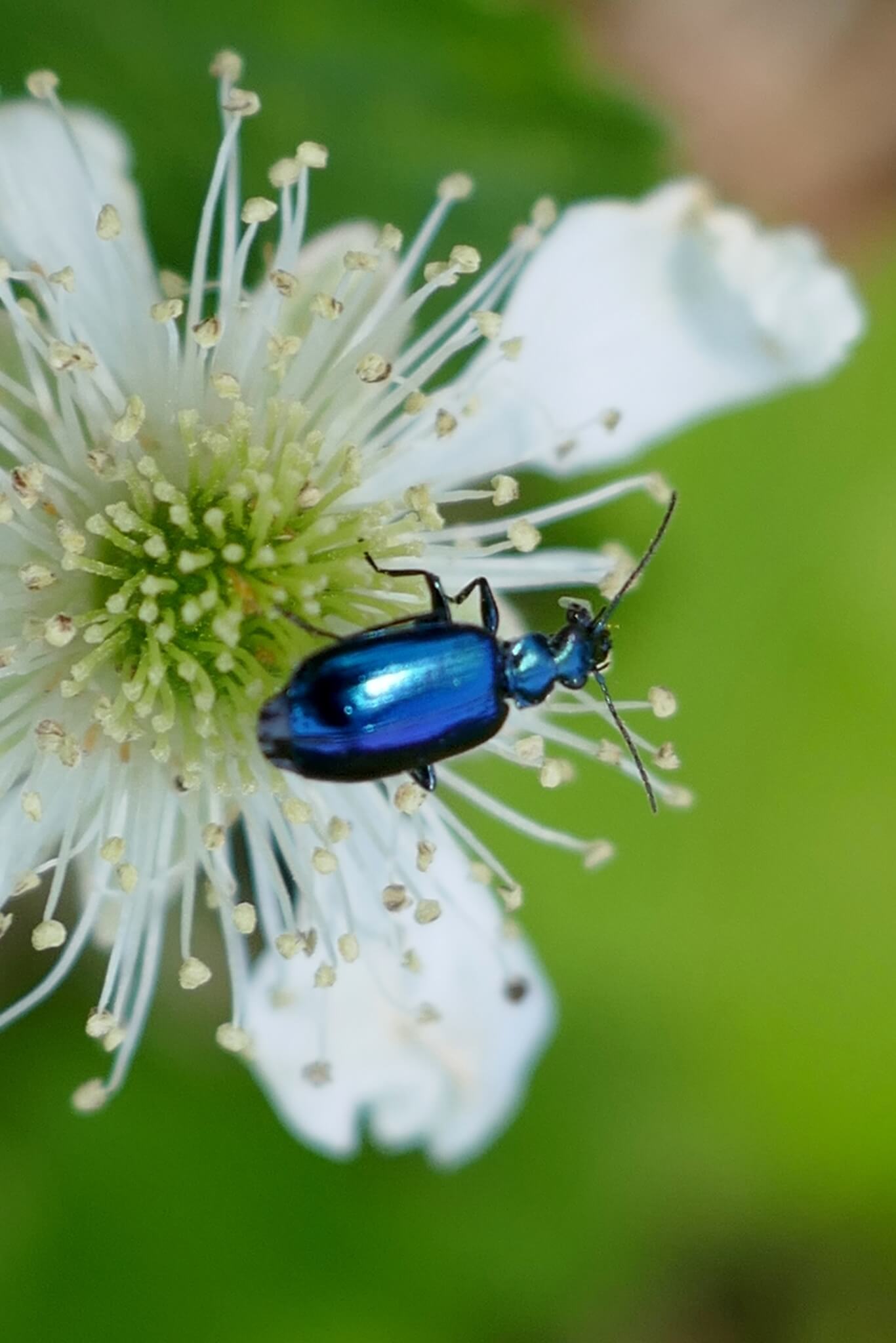 33 Blue Bugs You May Encounter (Some Can Fly)