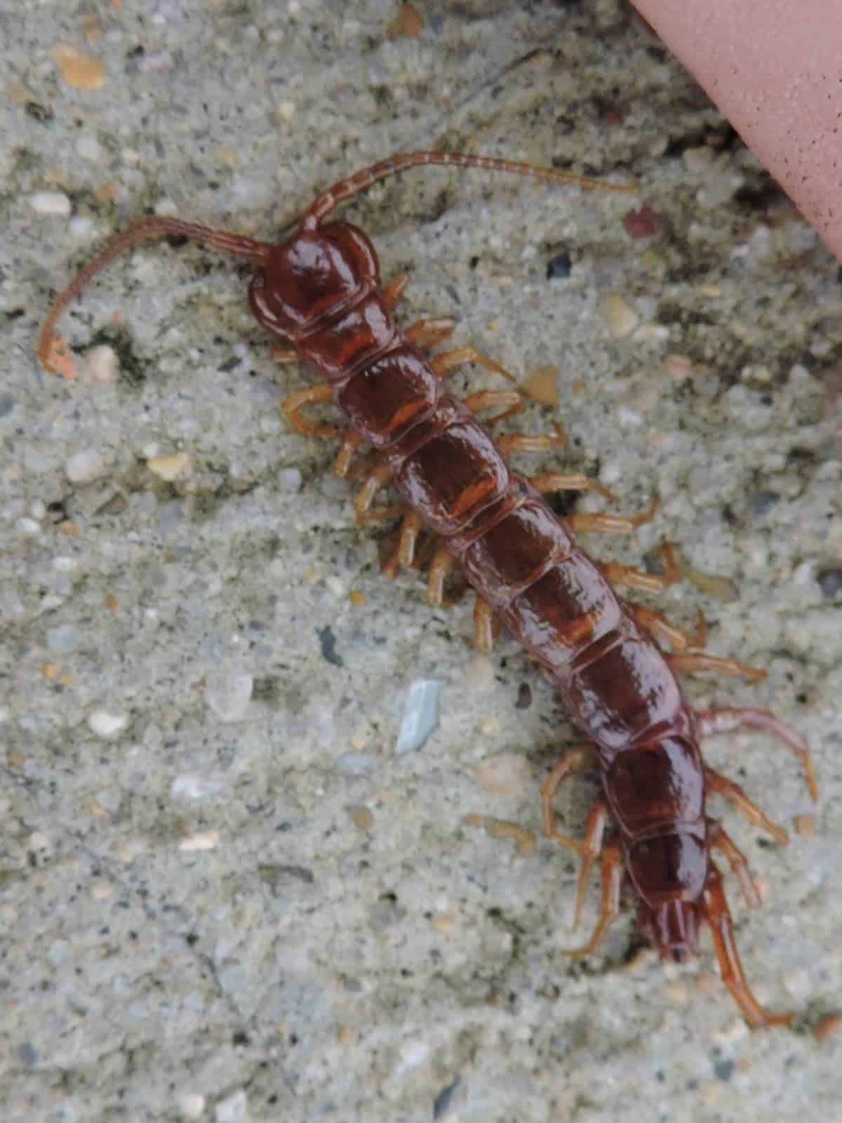 13 Common Types of Centipedes (with Range Maps)