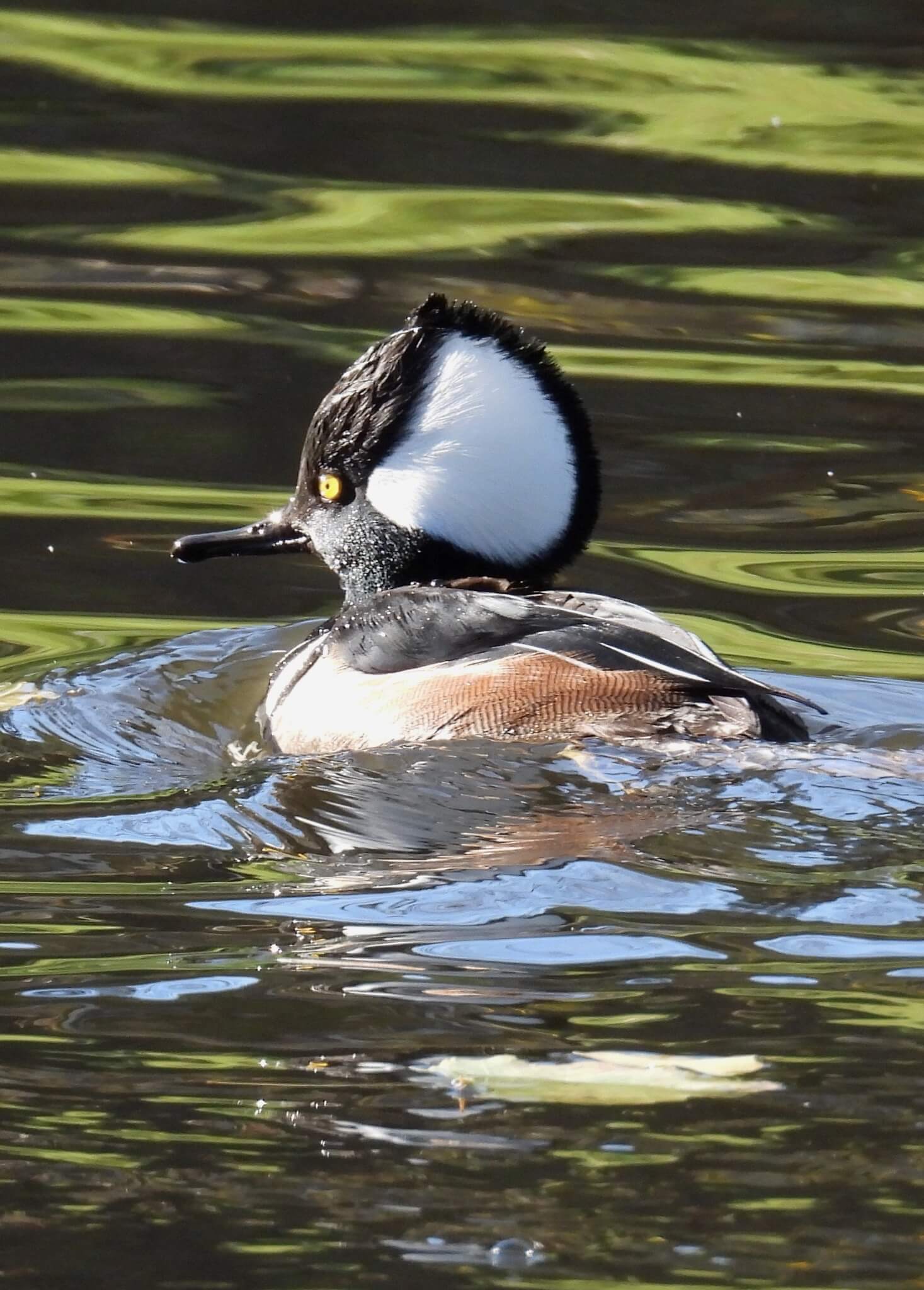 17 Ducks With White Heads (Pictures, Range, and Identification)
