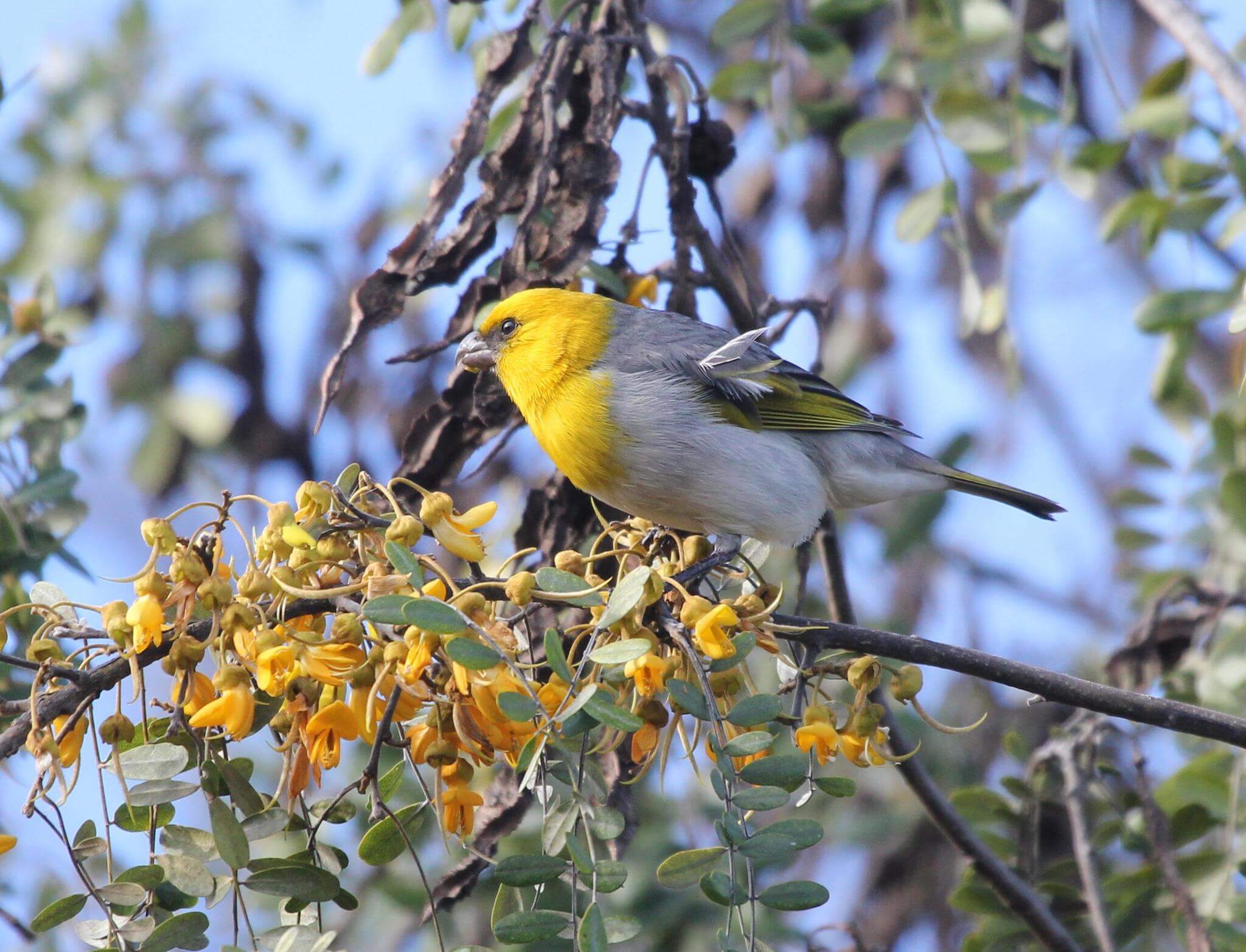 30 Birds With Yellow Heads (with Pictures)