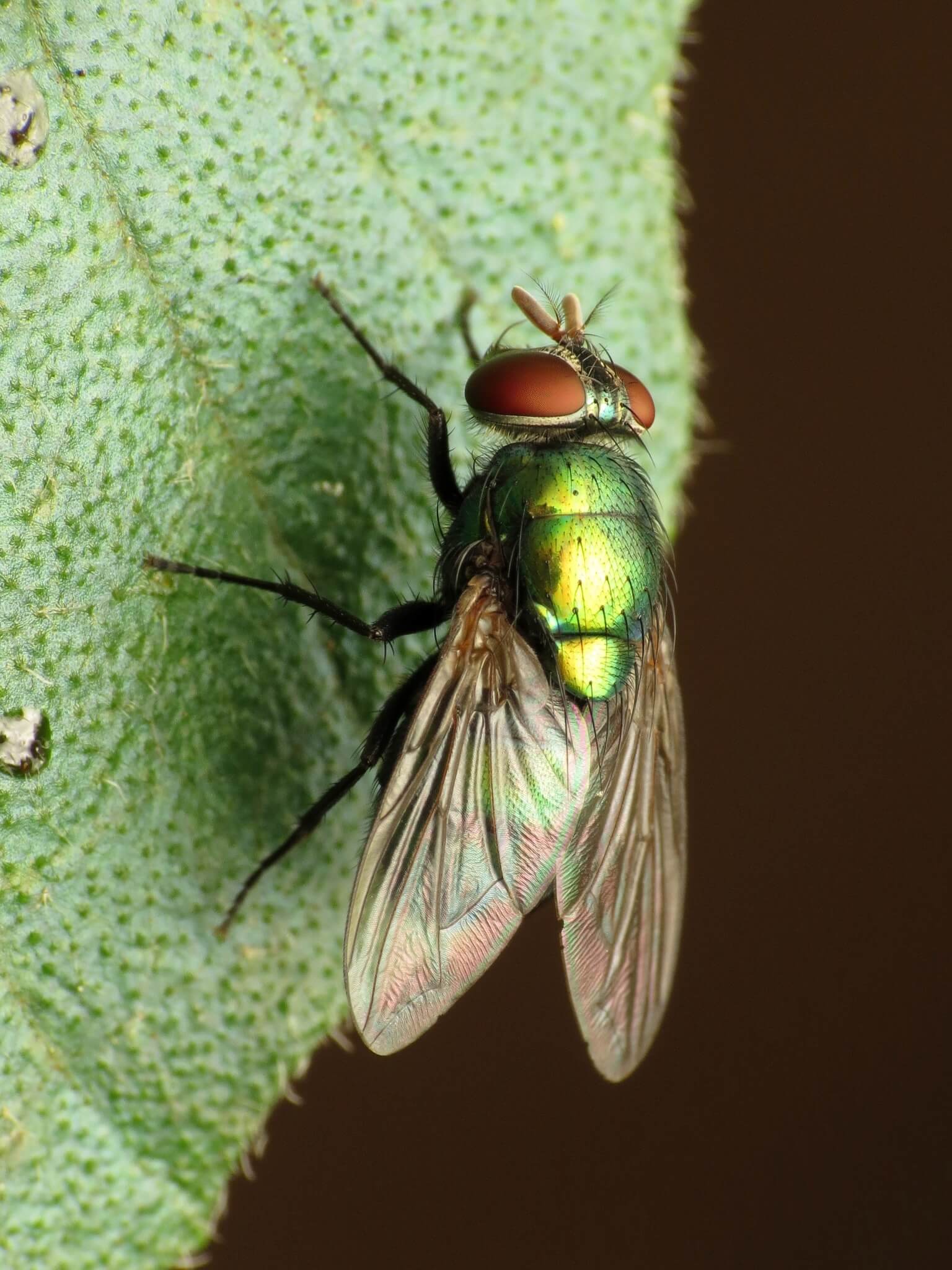 33 Blue Bugs You May Encounter (Some Can Fly)