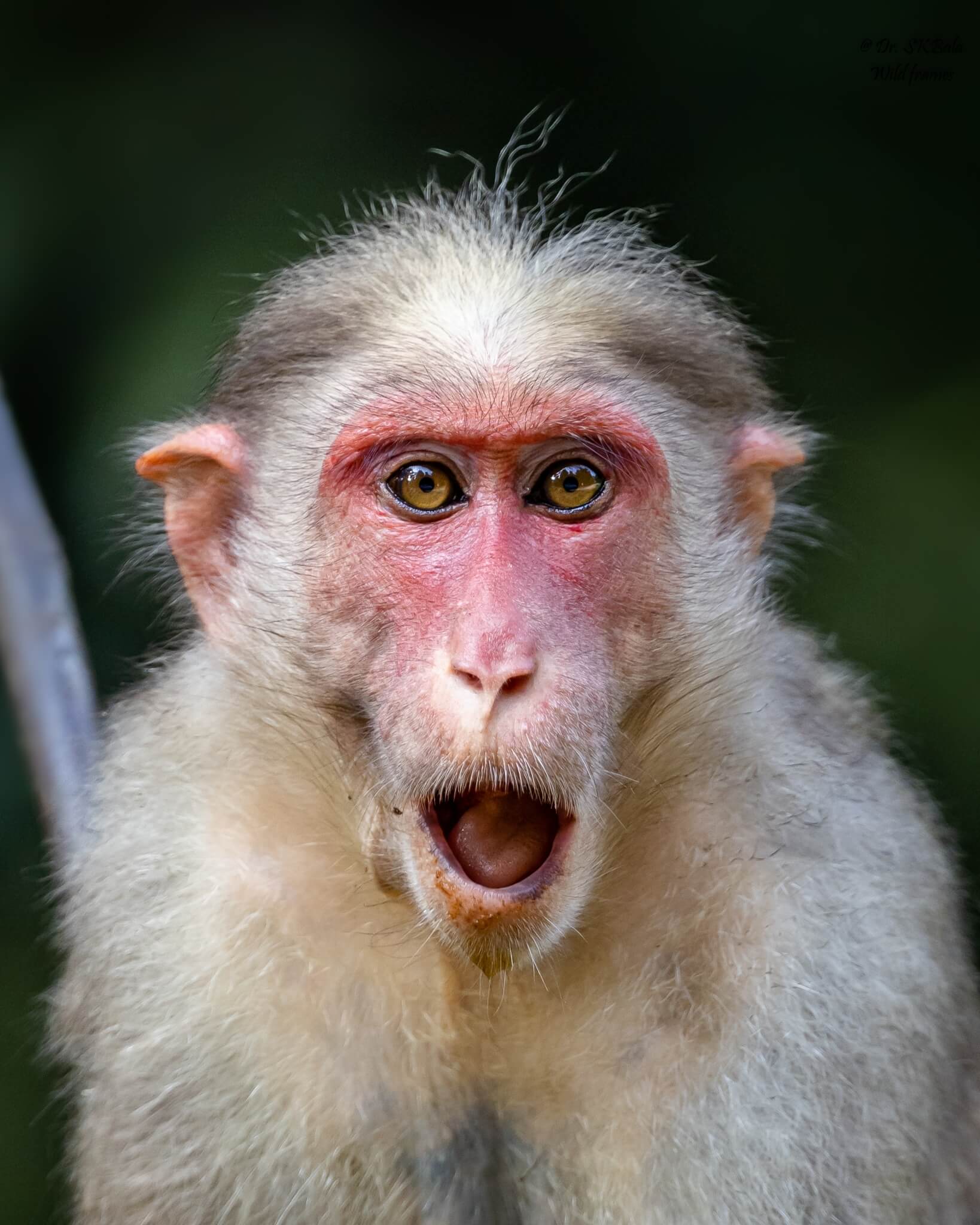 10 Monkeys With Red (or Pink) Faces (with Pictures)