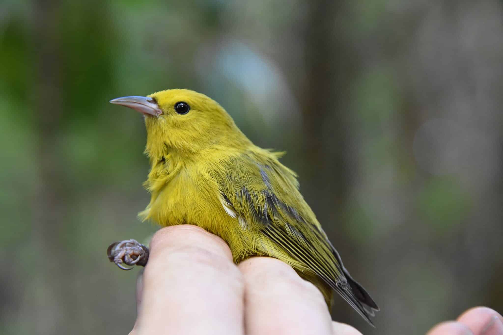 43 Types of Yellow Birds (Pictures and Identification)