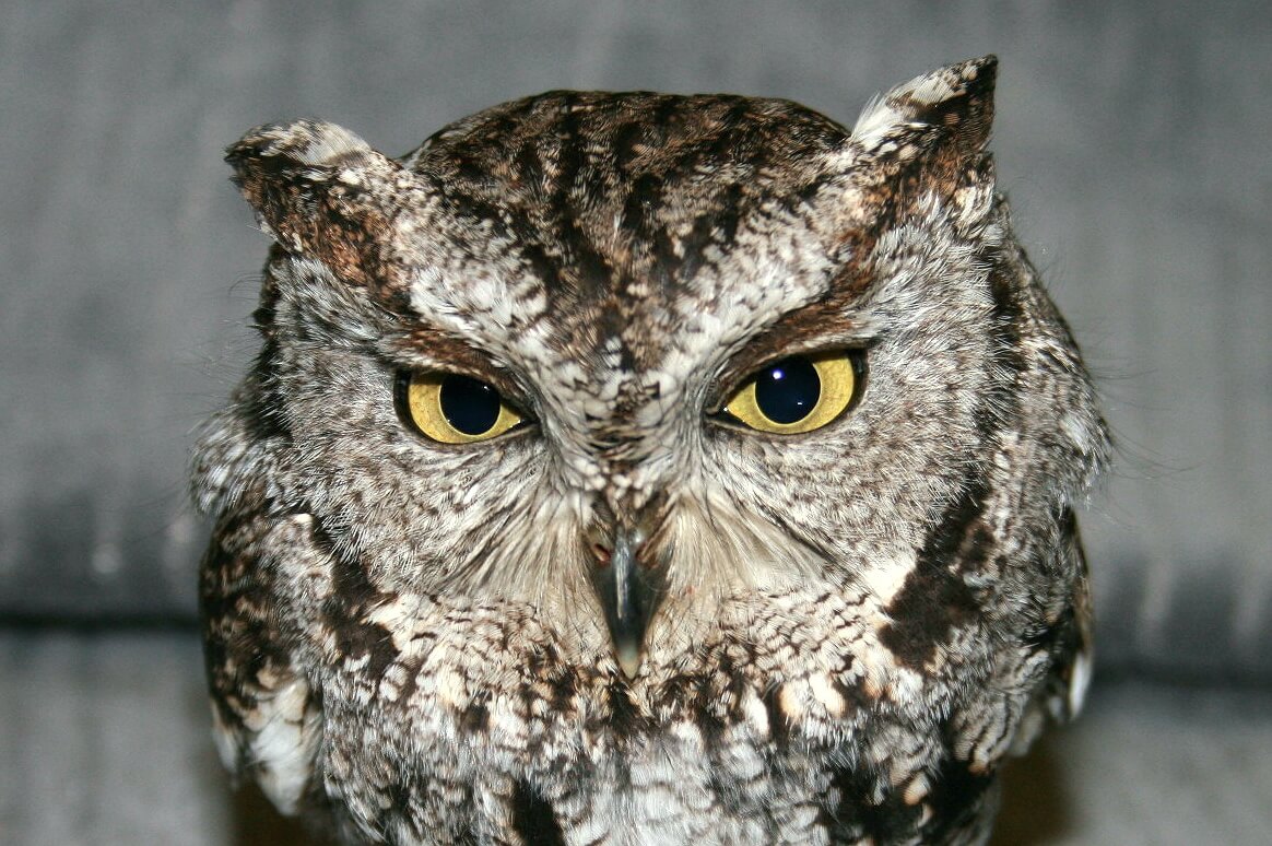 31 Birds With Yellow Eyes (with Pictures)