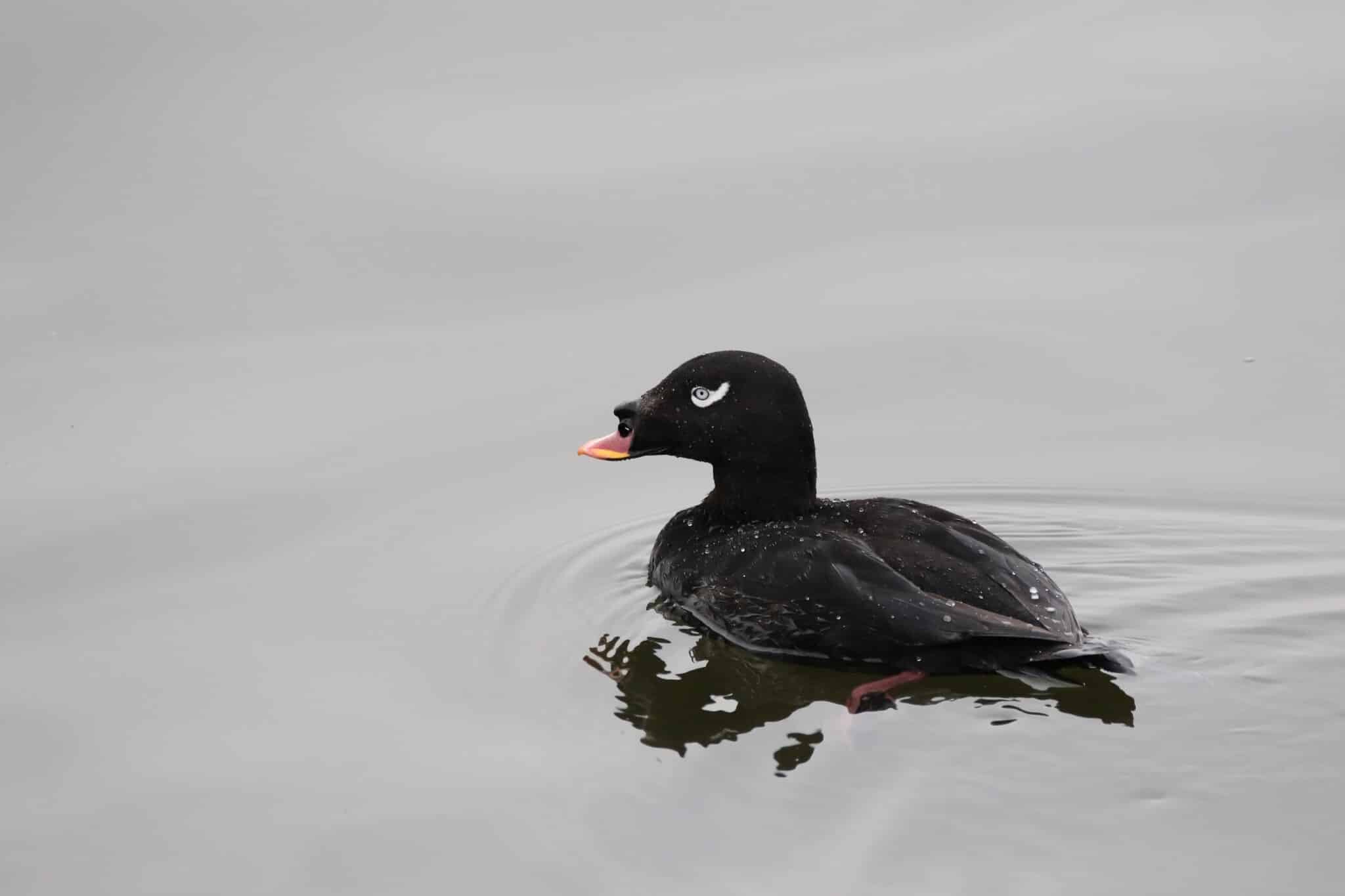 17 Types of Black Ducks (Wild and Domestic Breeds)