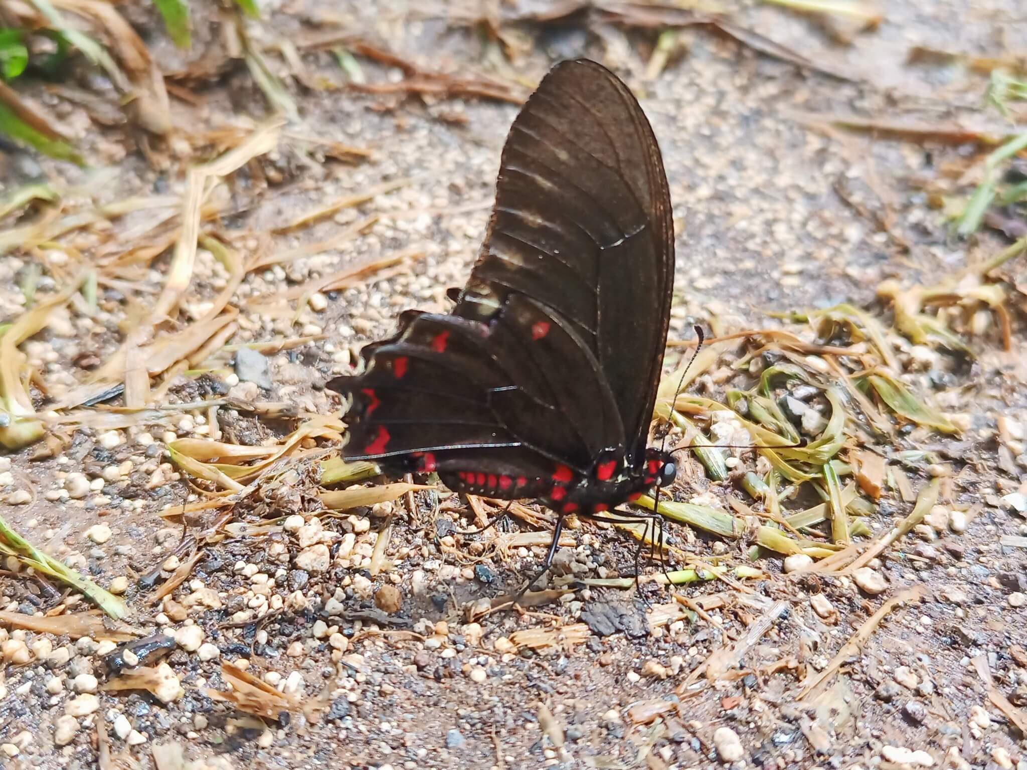 30 Black and Red Butterflies (Pictures and Identification)