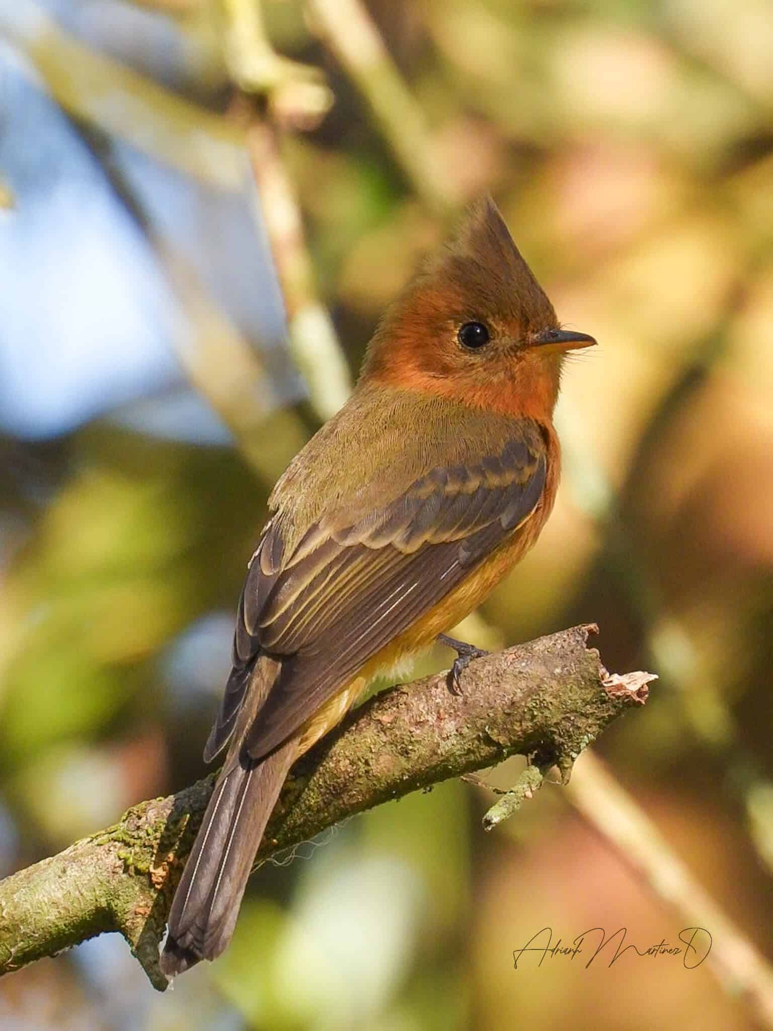 40 Birds With Crests (Tufted Heads) (Pictures and Identification)