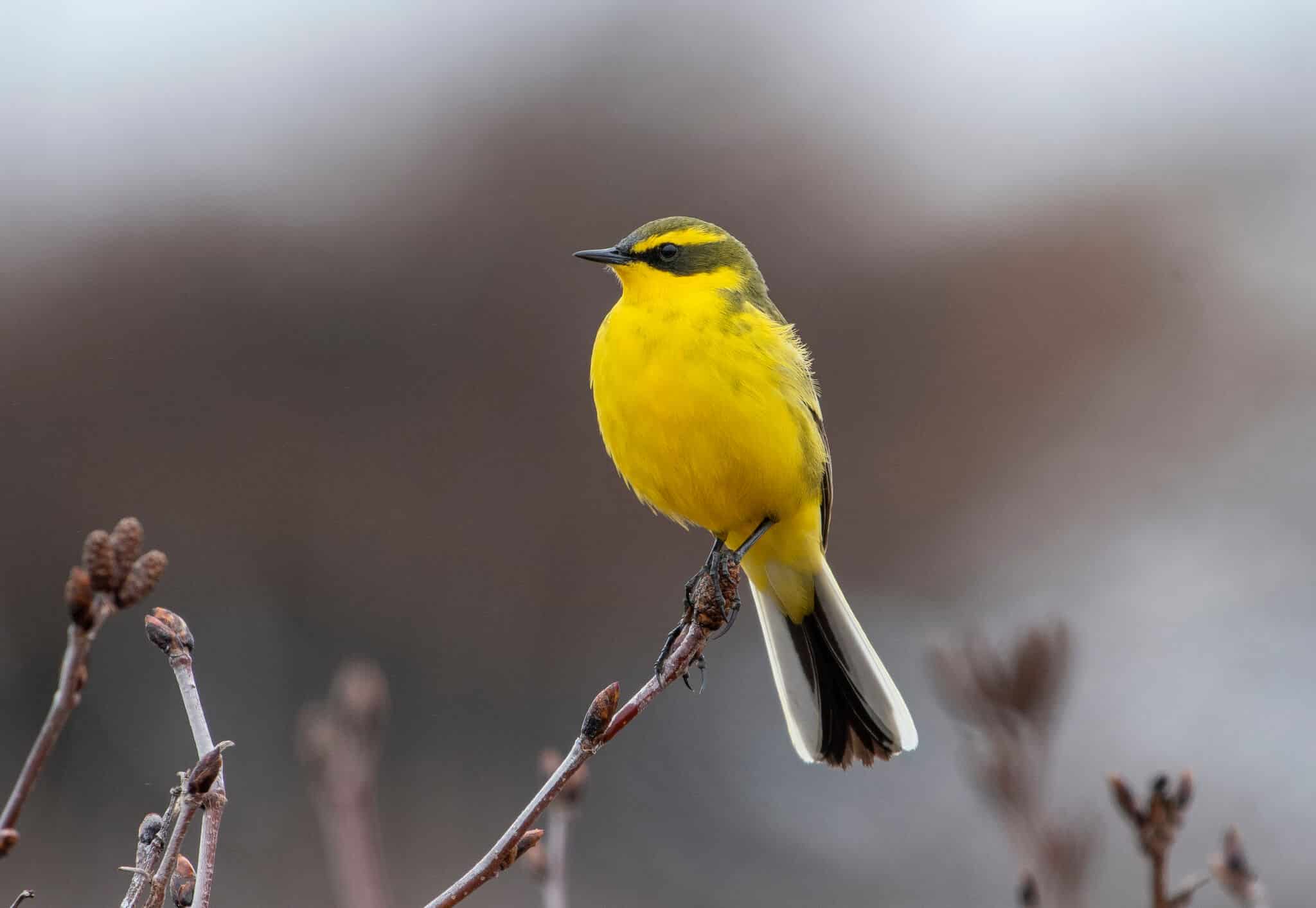 43 Types of Yellow Birds (Pictures and Identification)