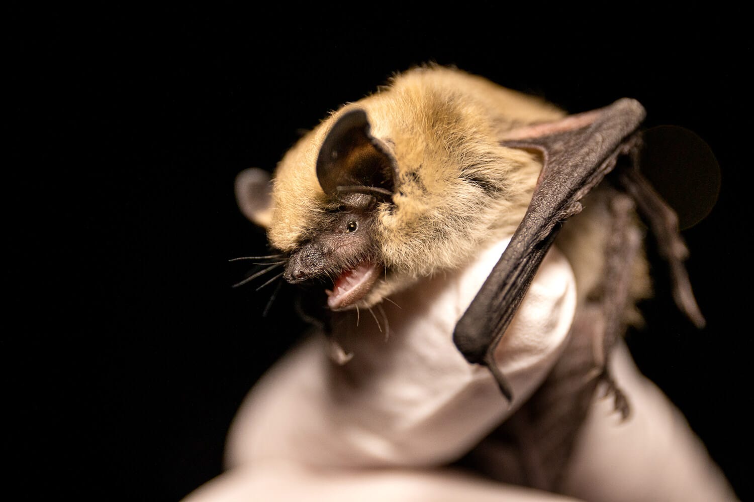 Bats in California: Types, Distribution Map, And Facts