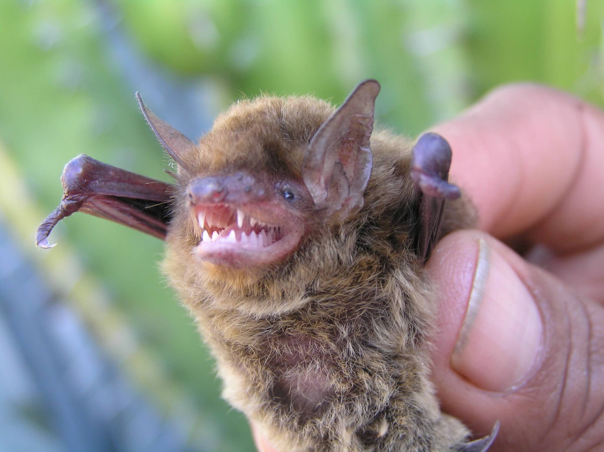 Bats in California: Types, Distribution Map, And Facts
