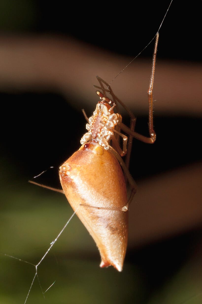 29 Orange Spiders (Pictures and Identification)