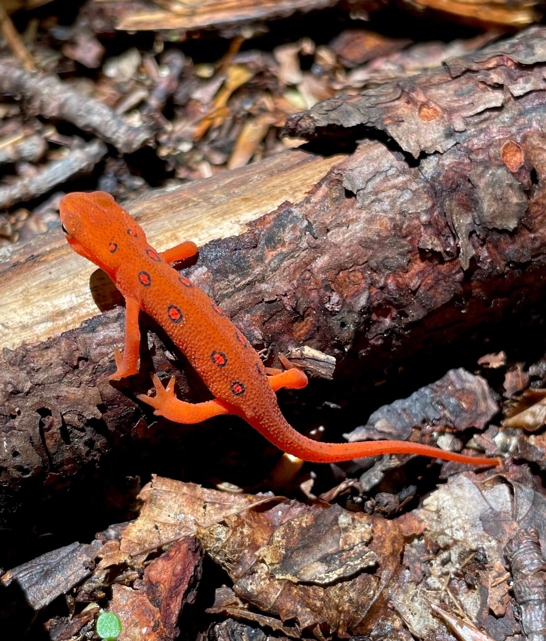 31 Types of Salamanders (Pictures And Identification)