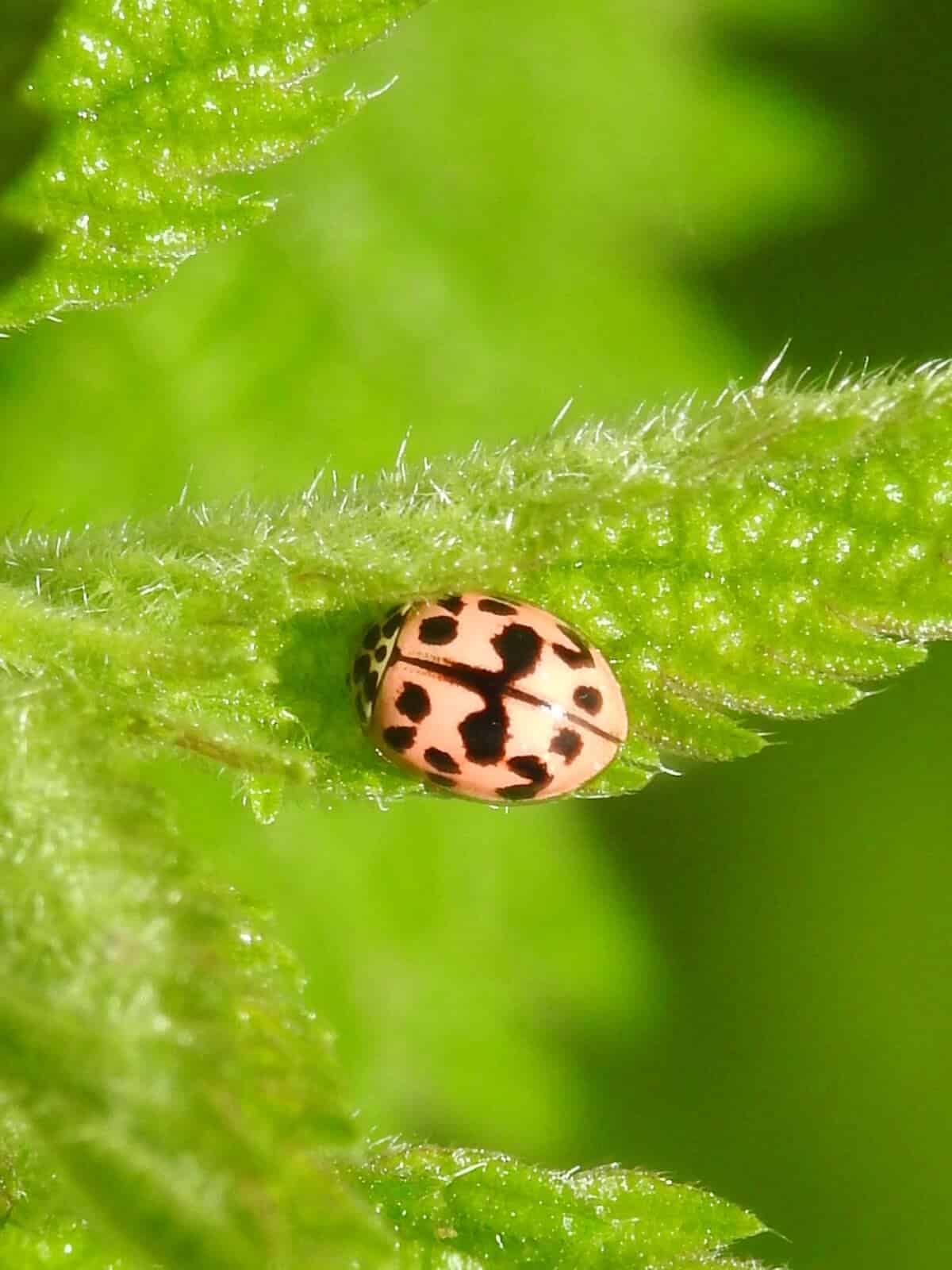 20 Beautiful Pink Bugs In The World (with Pictures)