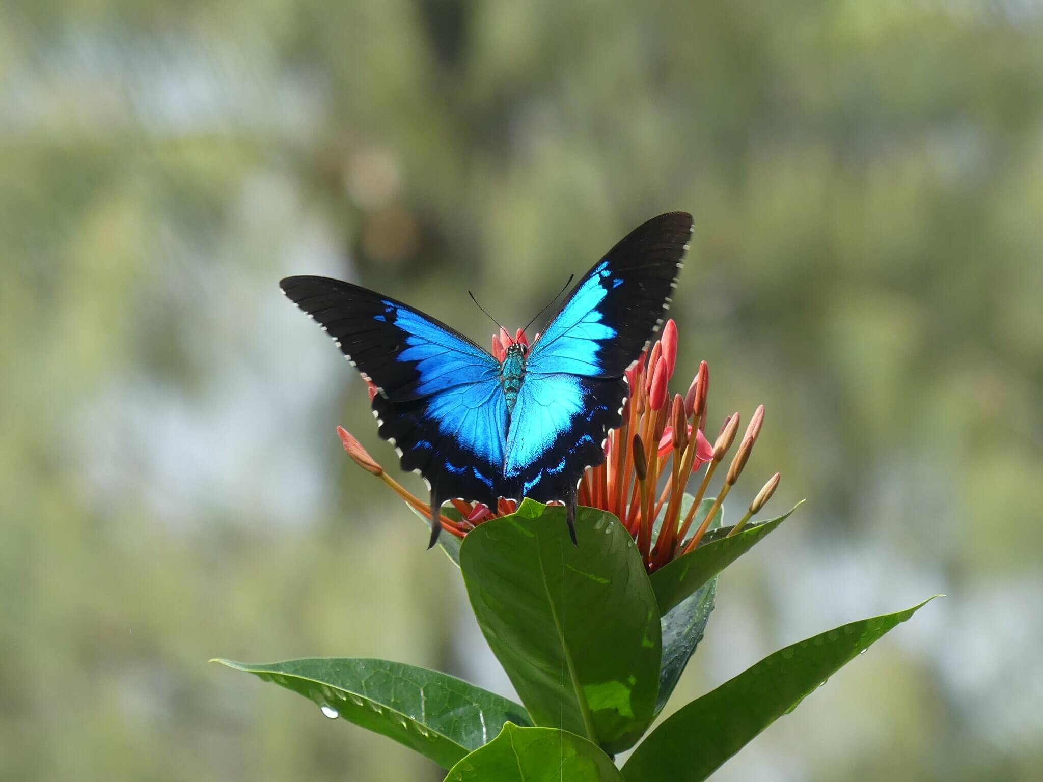 35 Vivid Butterflies In The Rainforest (with Pictures)