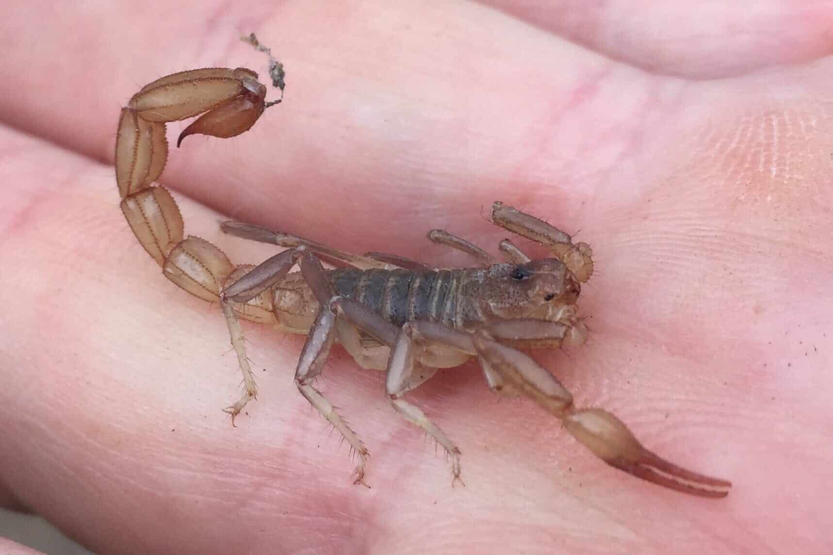 27 Types of Scorpions (Pictures and Identification)