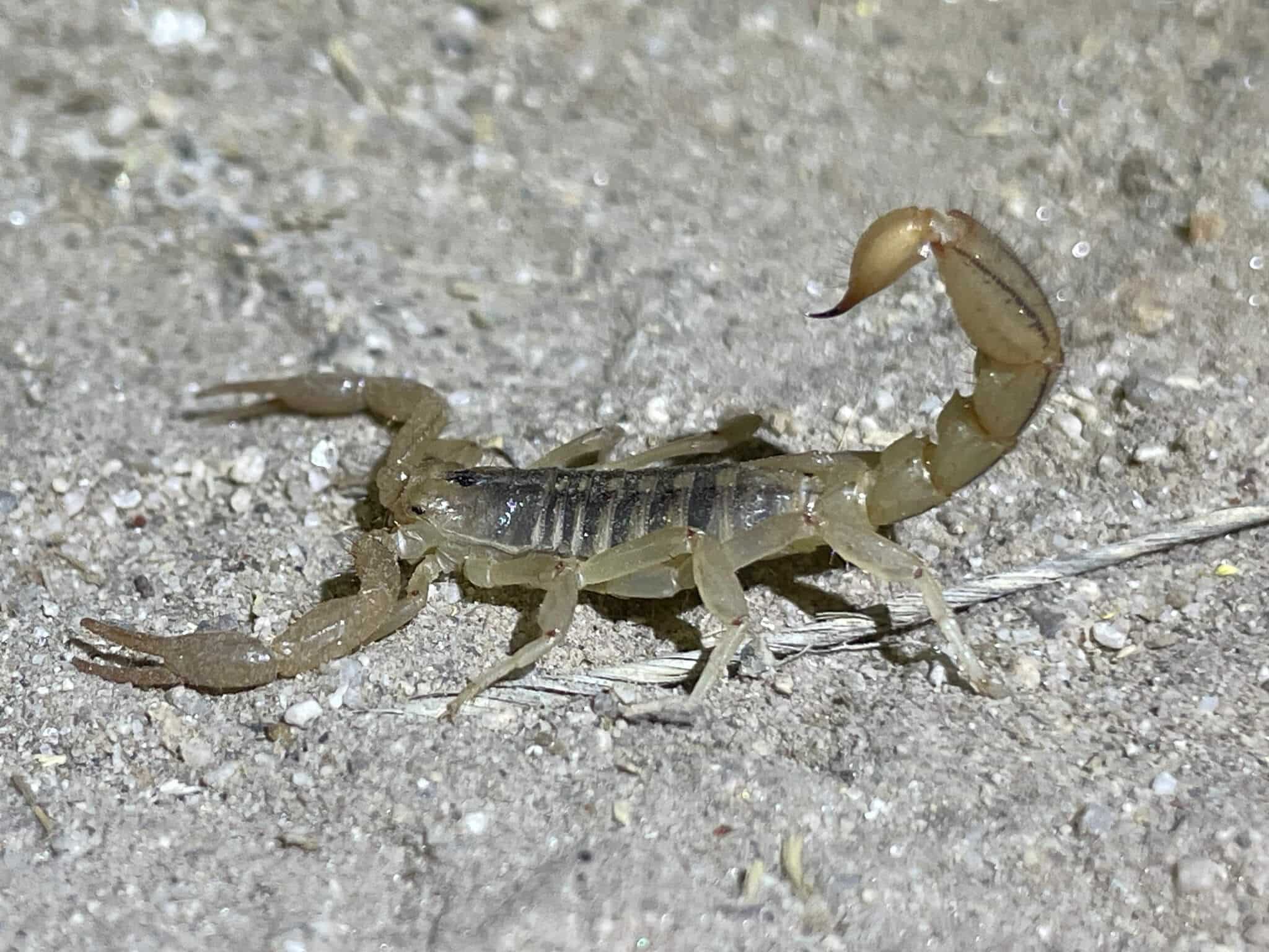 27 Types of Scorpions (Pictures and Identification)