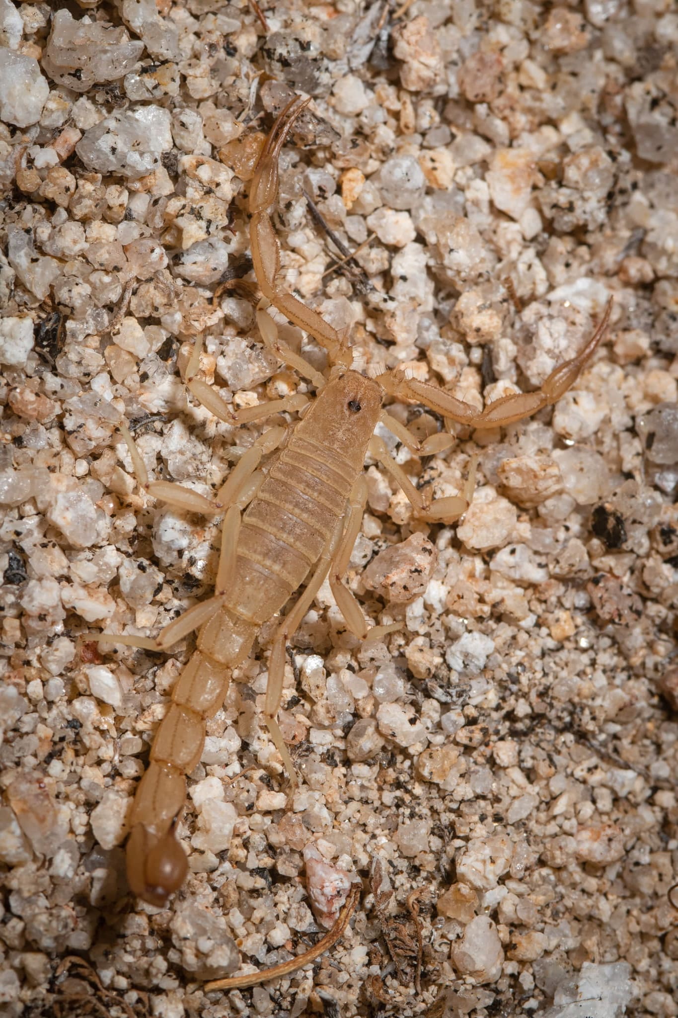 27 Types of Scorpions (Pictures and Identification)