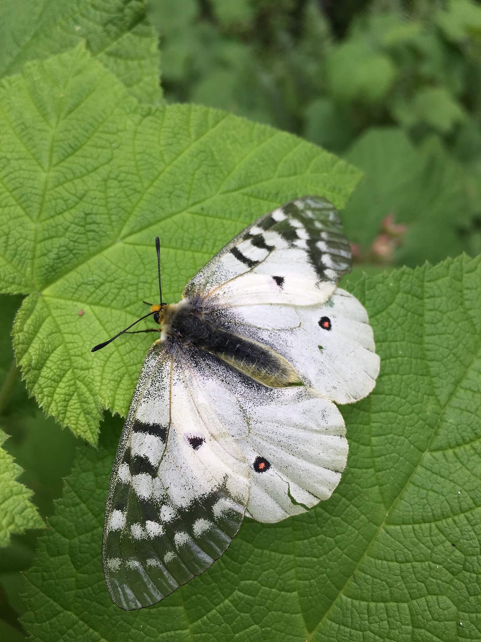 44 Common White Butterflies In The United States (with Pictures)