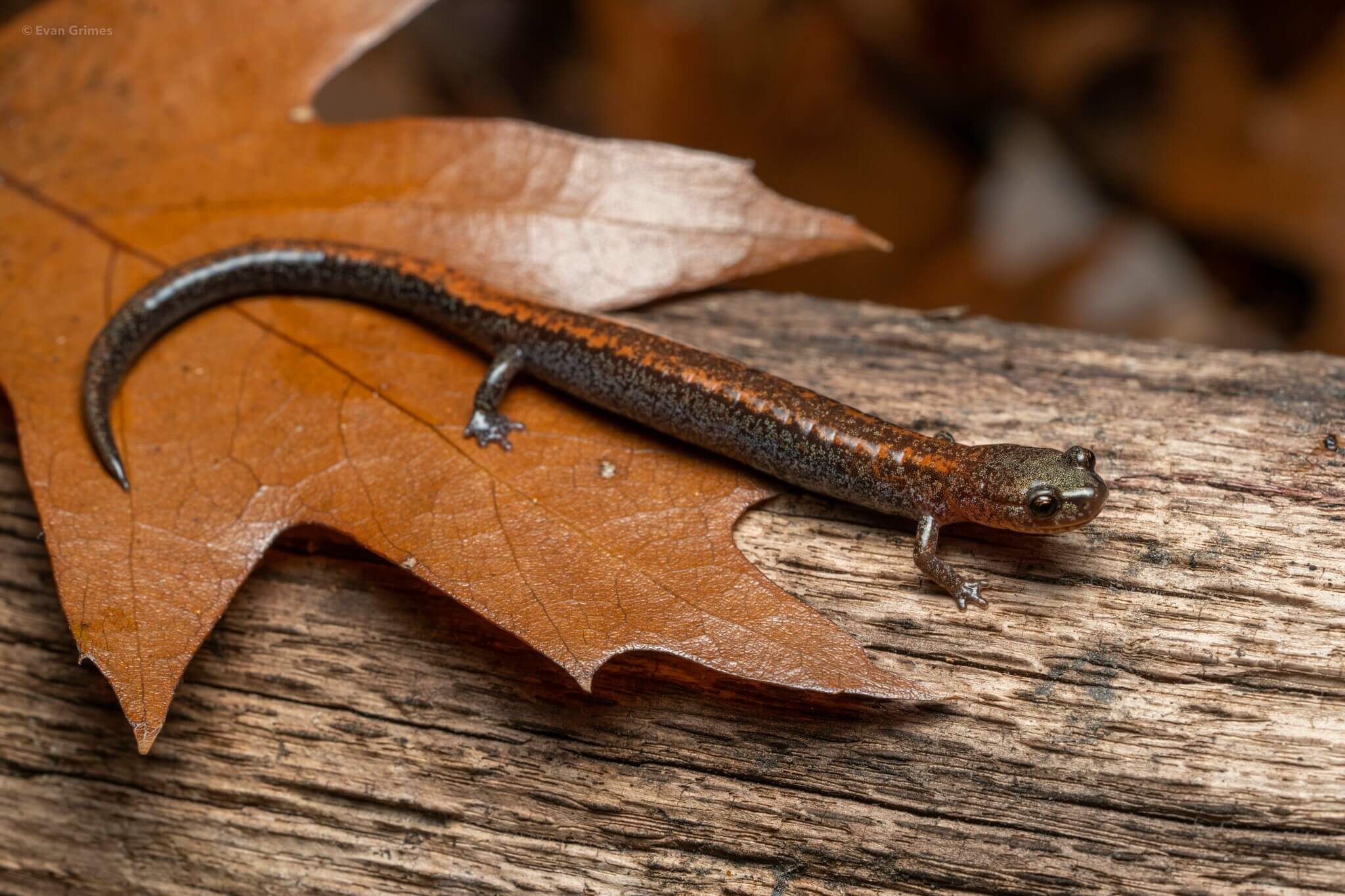 31 Types of Salamanders (Pictures And Identification)