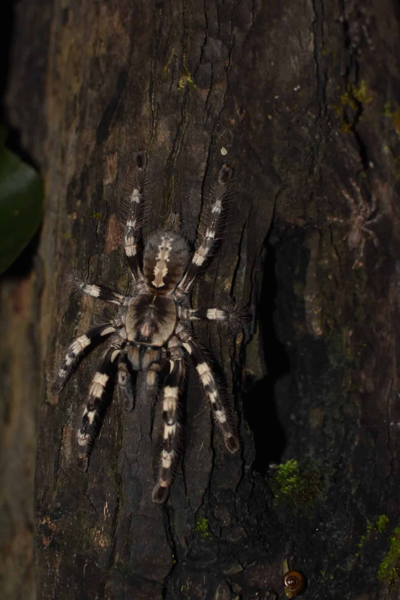 16 Communal Tarantulas And Tips To Set Up A Communal Habitat