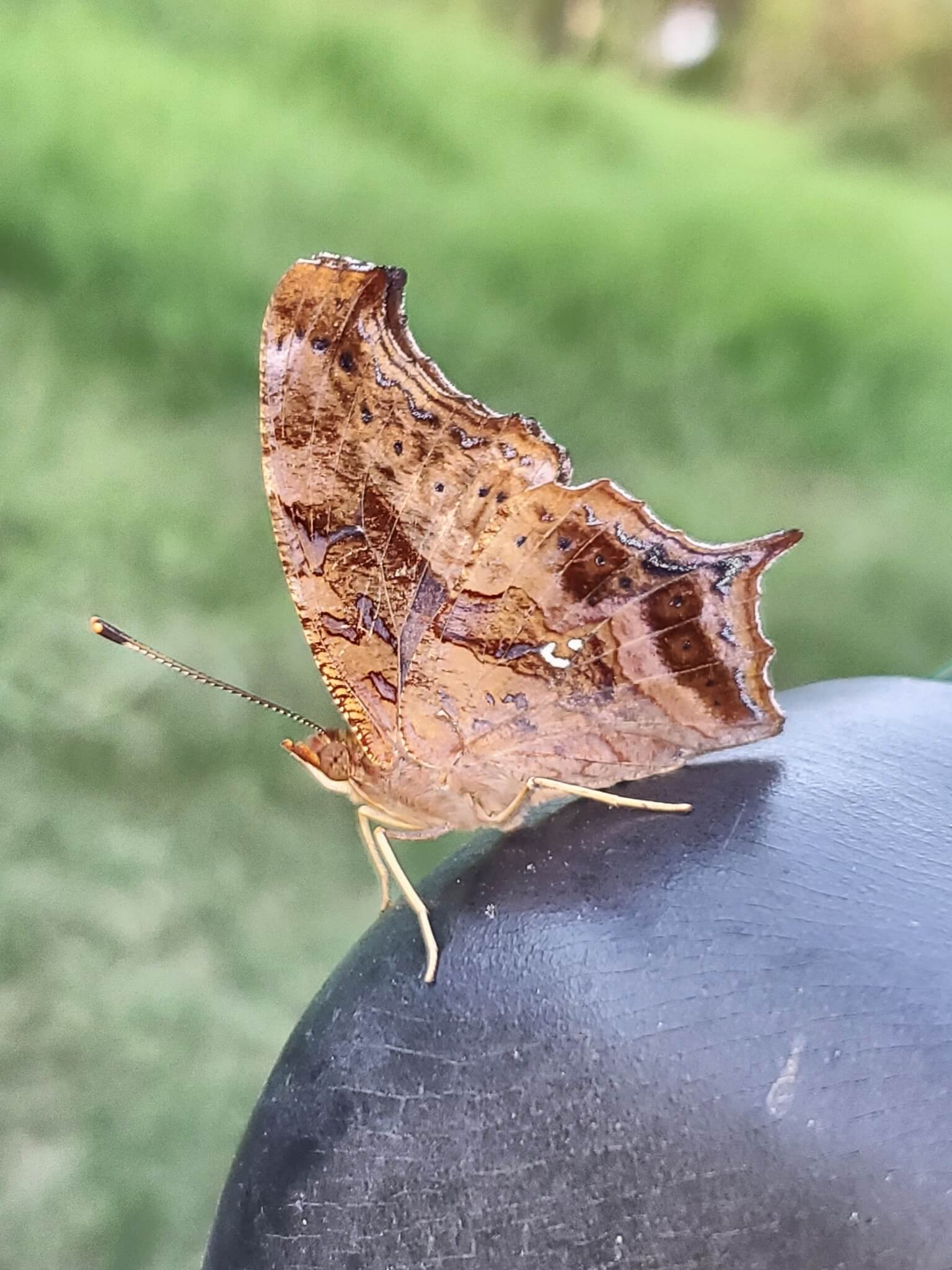 48 Common Brown Butterflies in The U.S. (with Pictures)