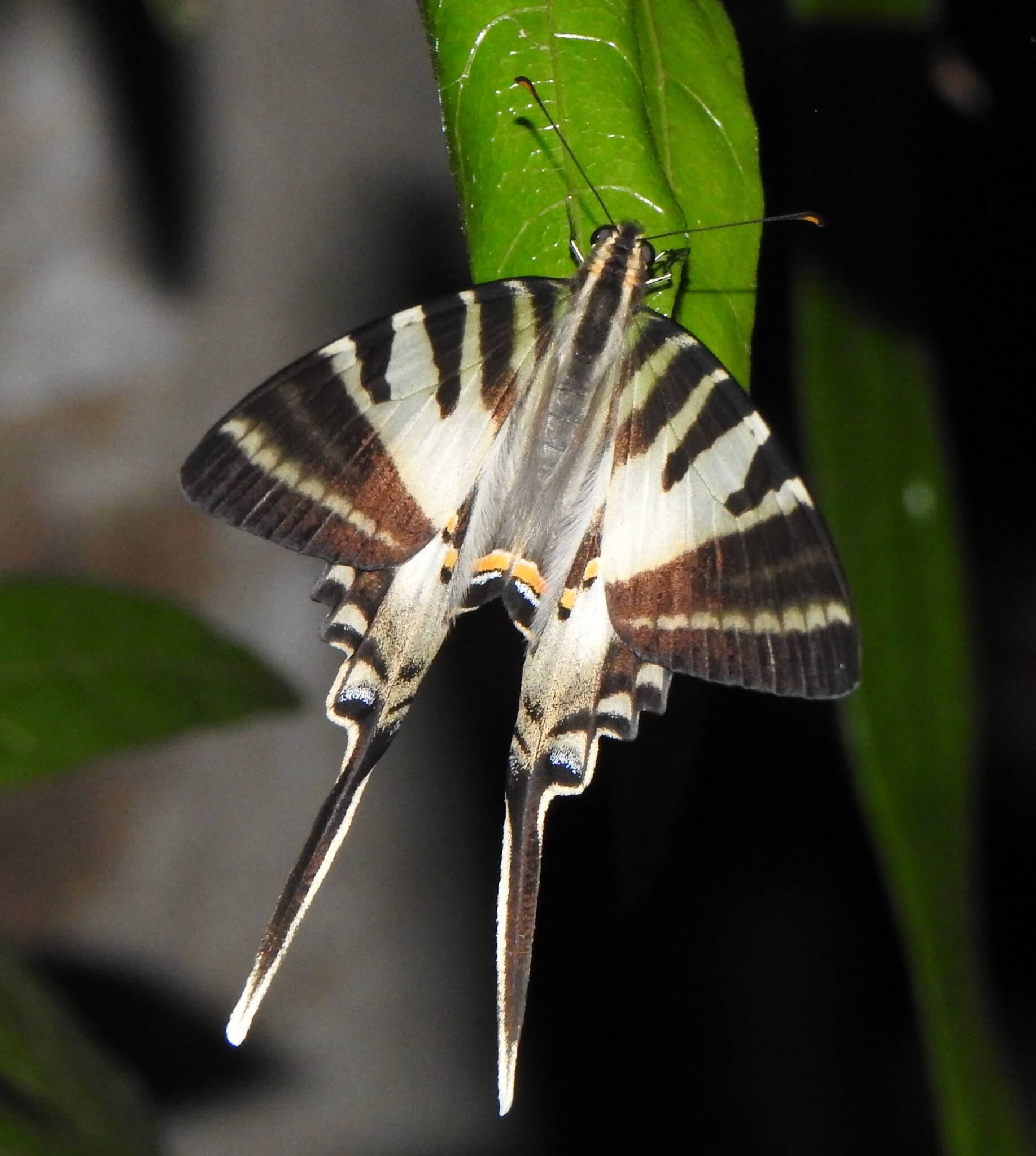35 Vivid Butterflies In The Rainforest (with Pictures)
