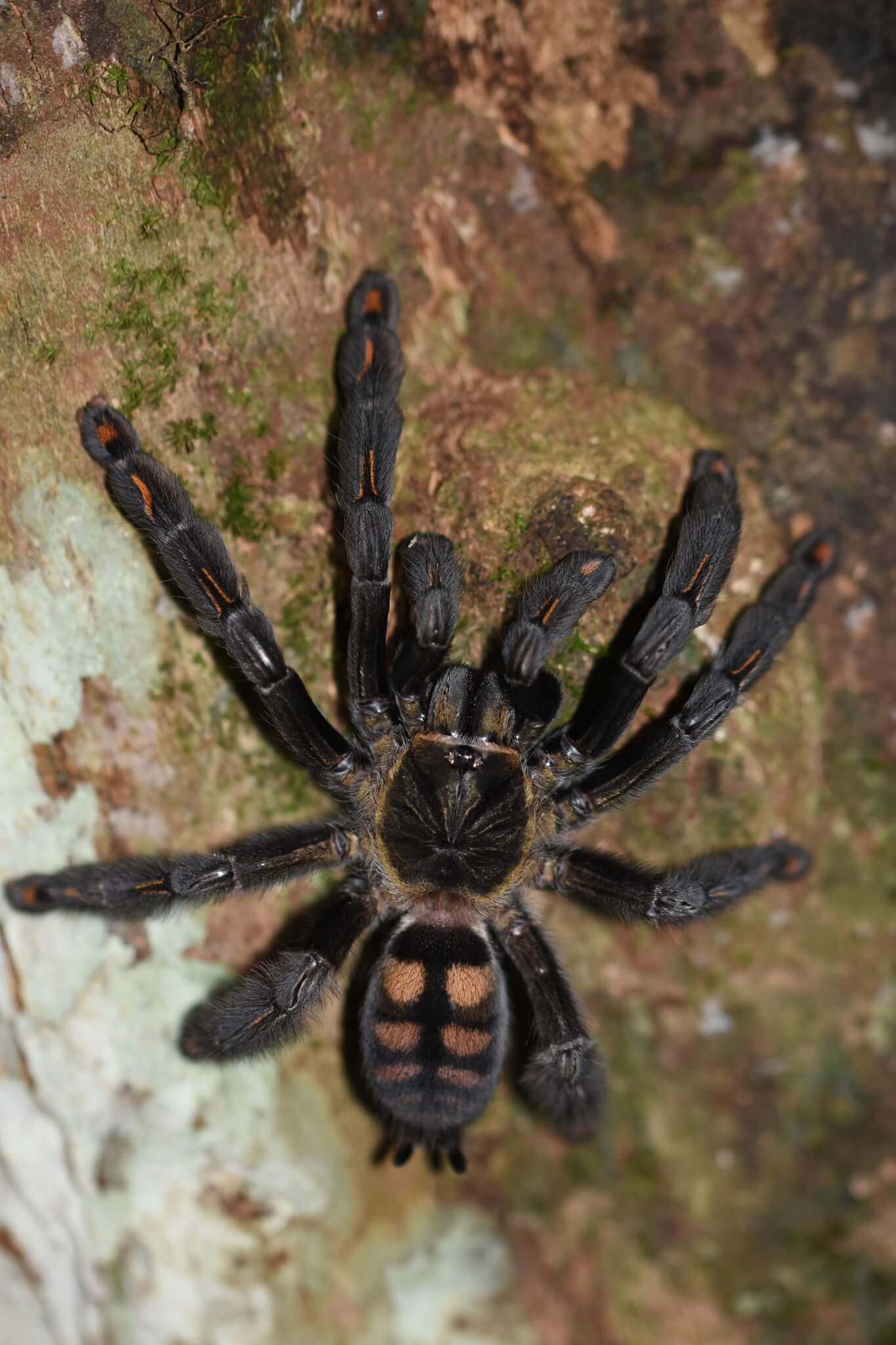 11 Best Arboreal Tarantulas (For Beginners and Advanced Owners)