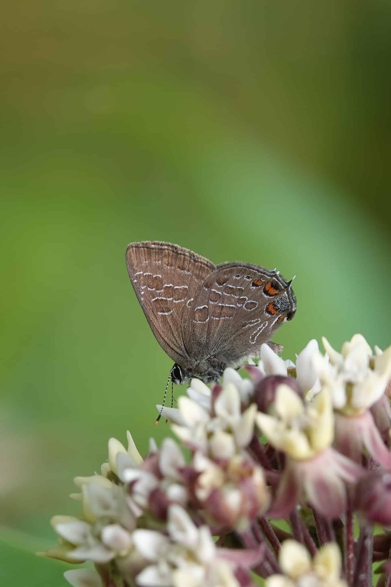 48 Common Brown Butterflies in The U.S. (with Pictures)
