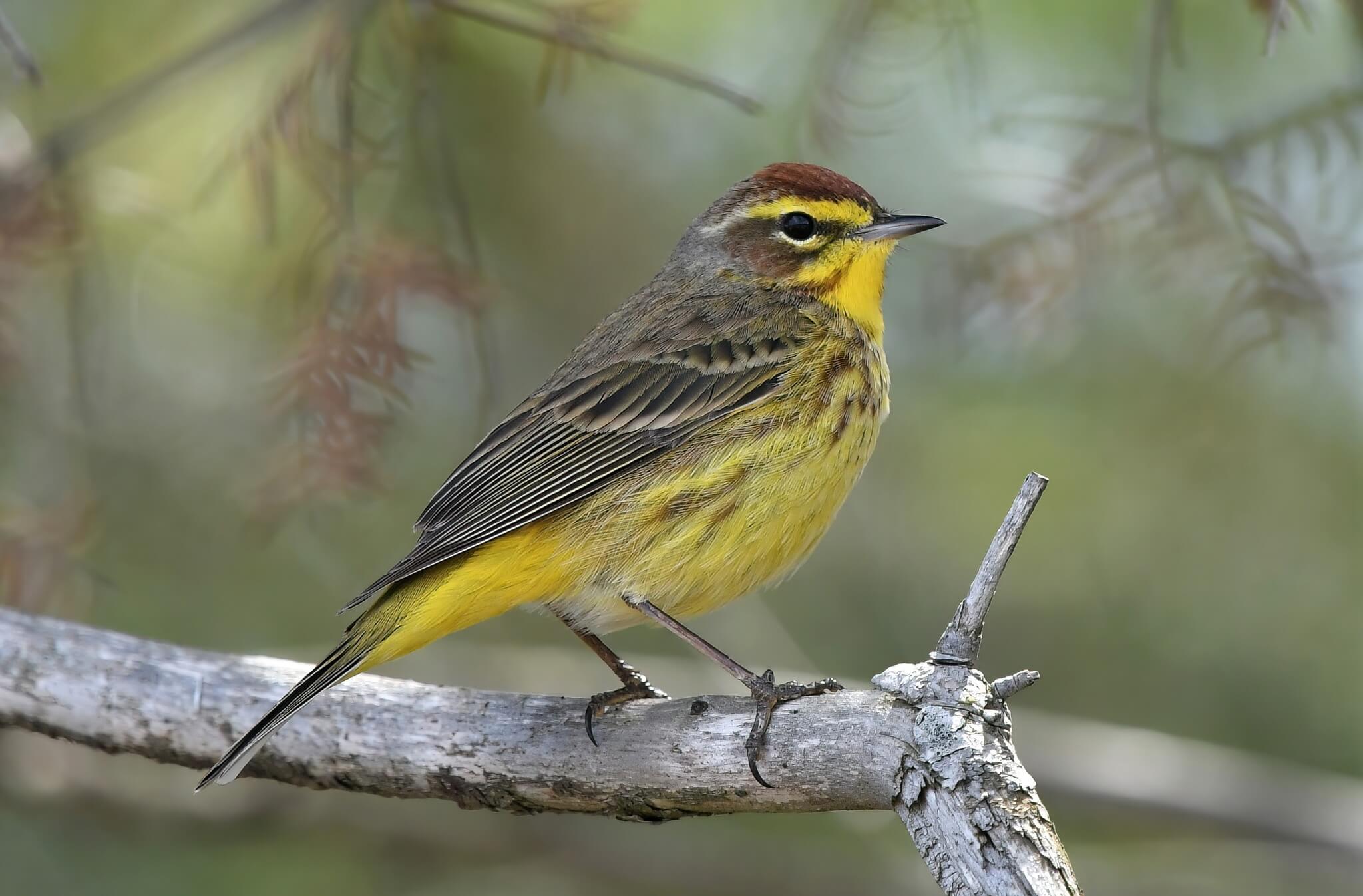 43 Types of Yellow Birds (Pictures and Identification)
