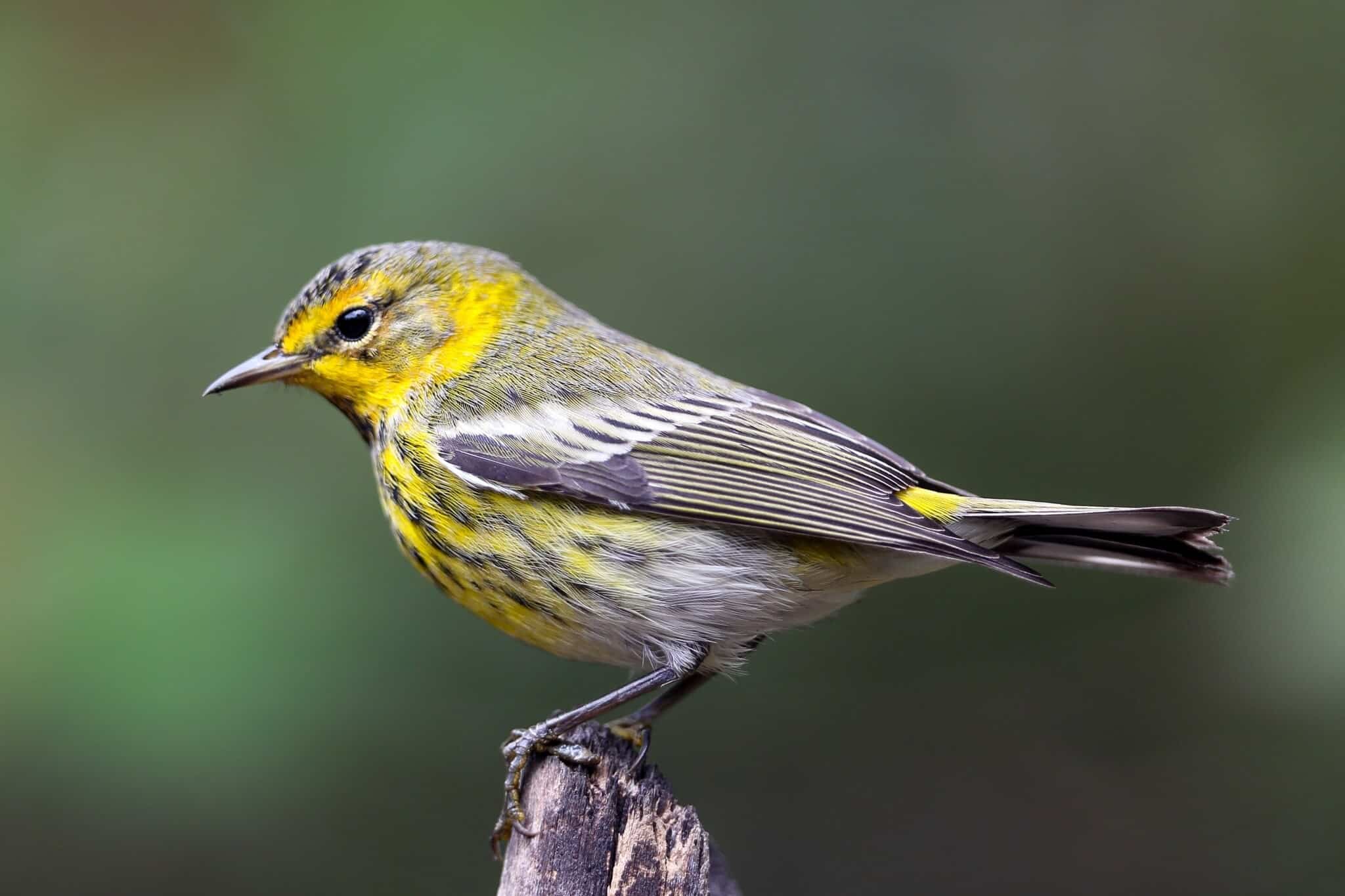 30 Birds With Yellow Heads (with Pictures)