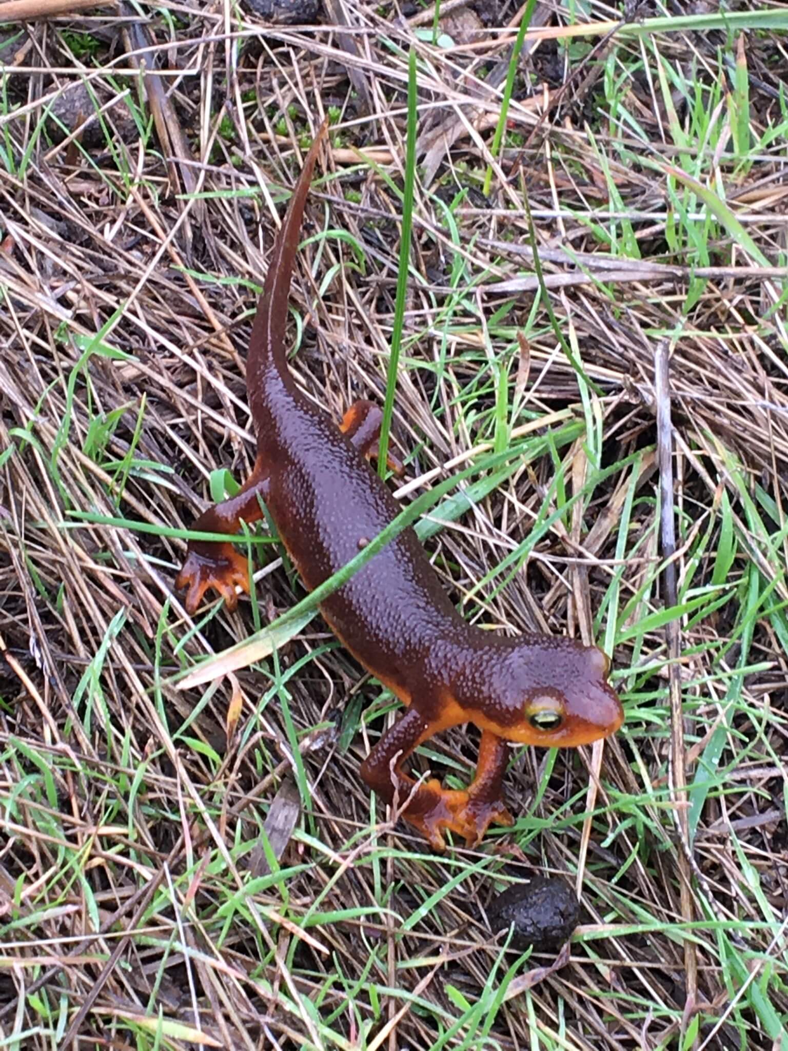 31 Types of Salamanders (Pictures And Identification)