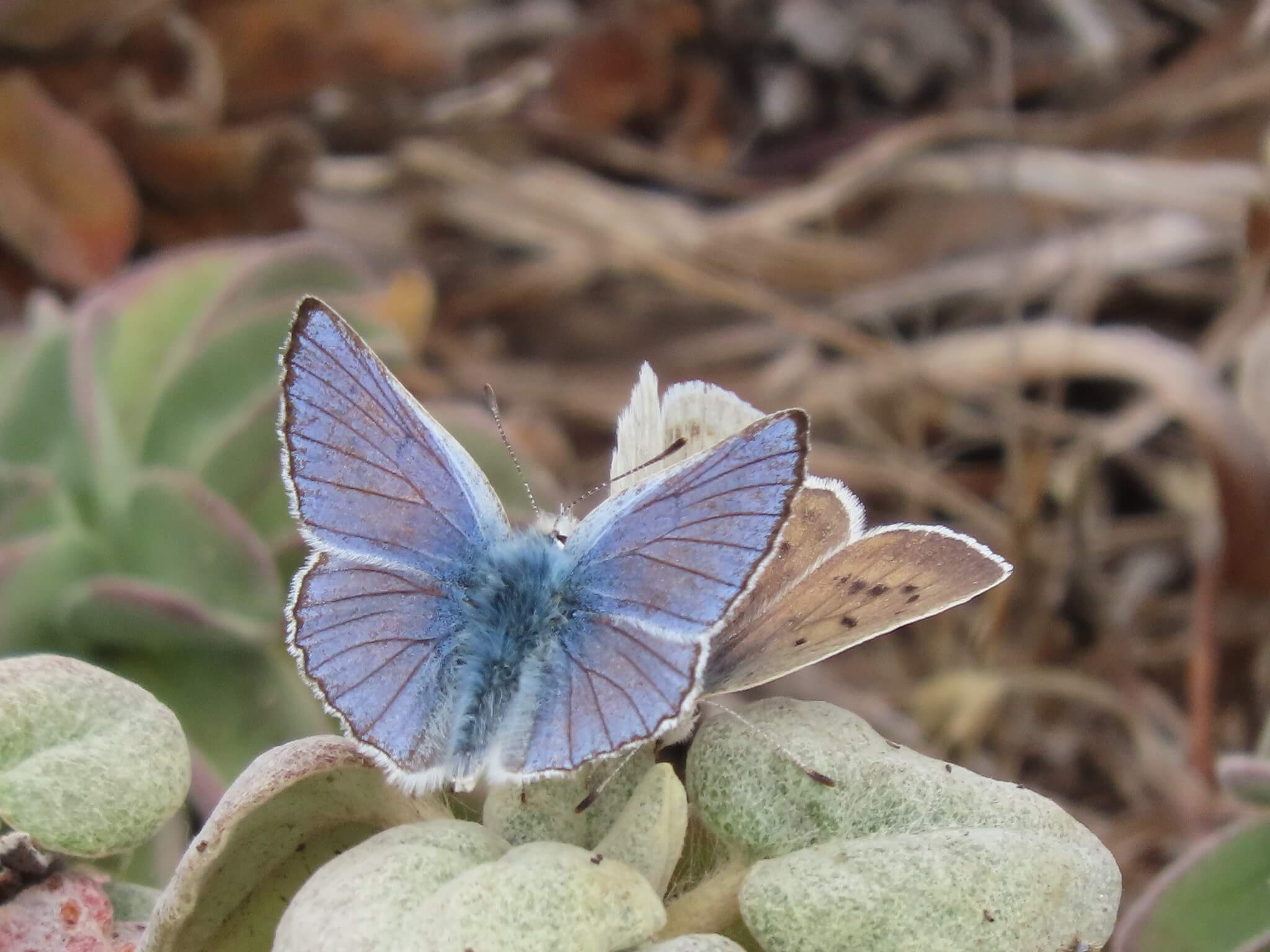 55 Amazing Blue Butterflies (Pictures and Identification Guide)
