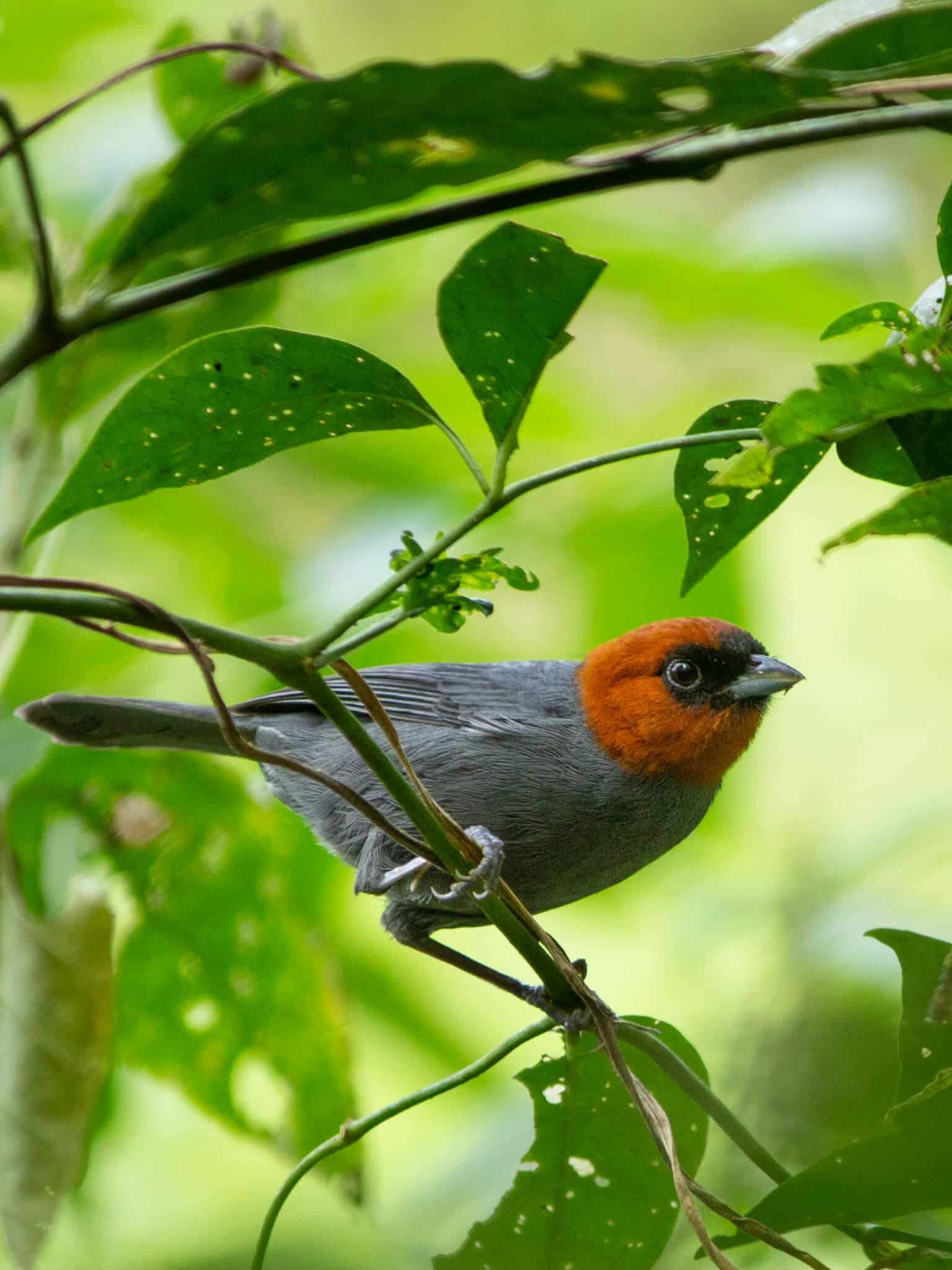 32 Birds With Orange Heads (Pictures and Identification)