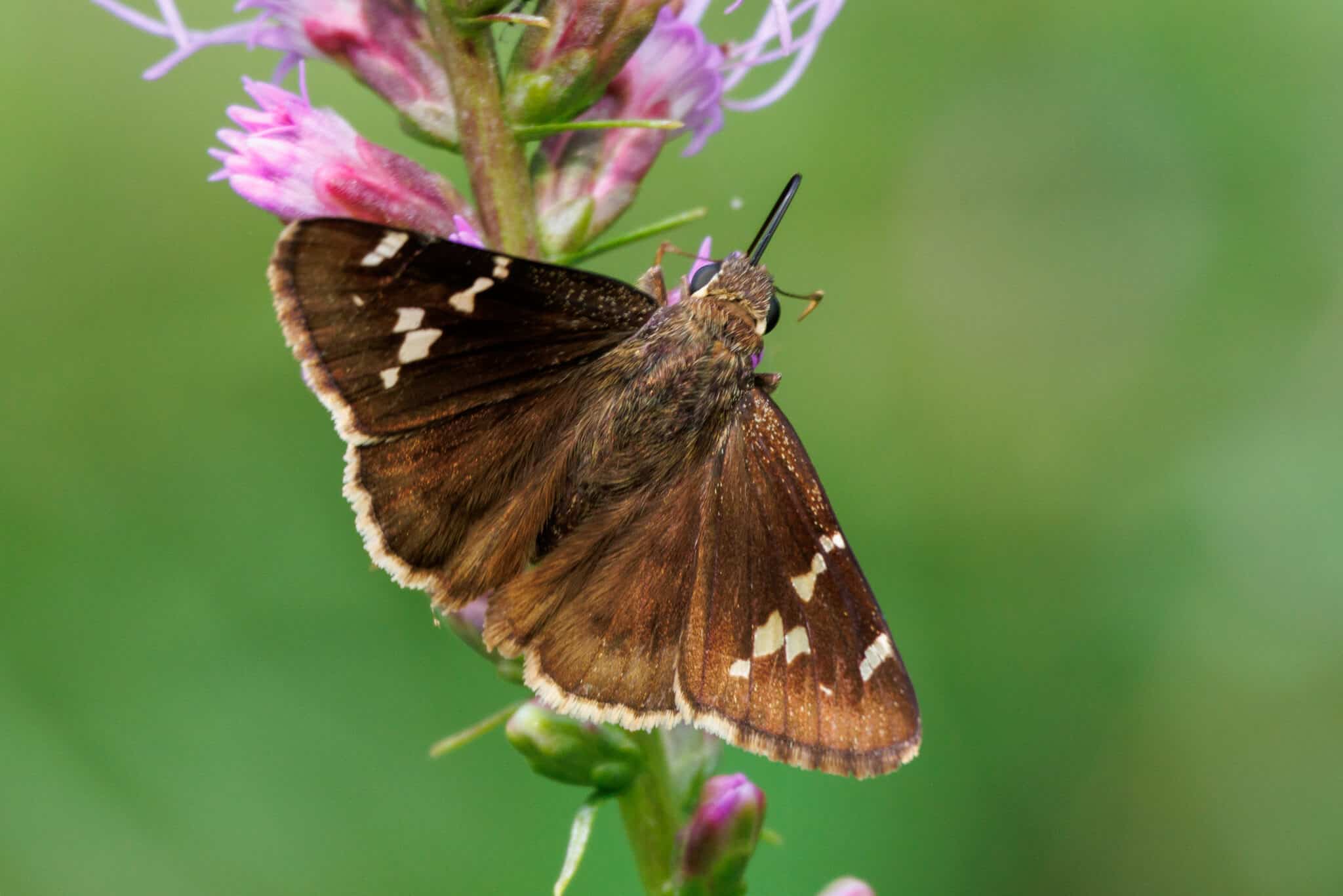 48 Common Brown Butterflies in The U.S. (with Pictures)