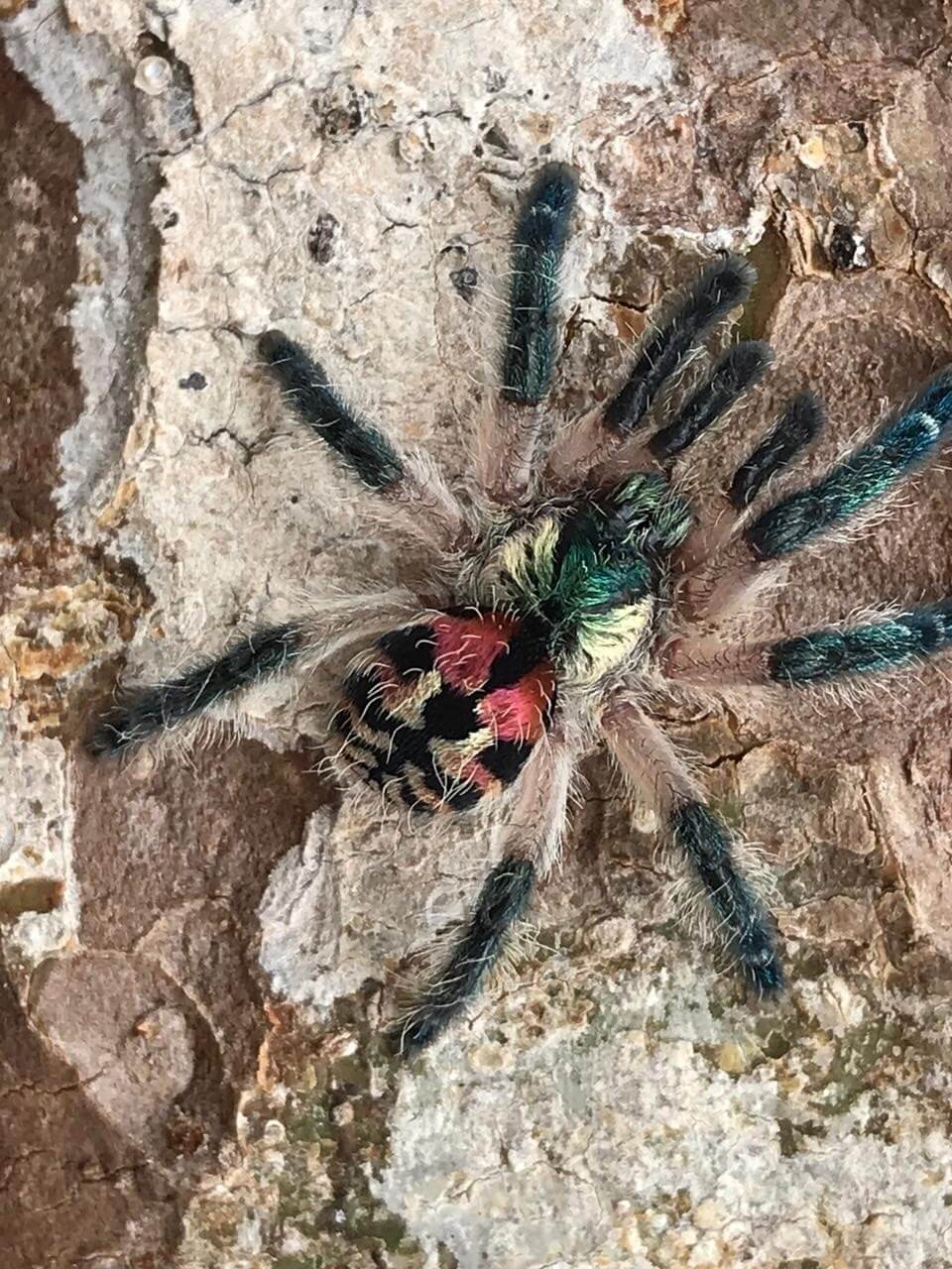 11 Best Arboreal Tarantulas (For Beginners and Advanced Owners)