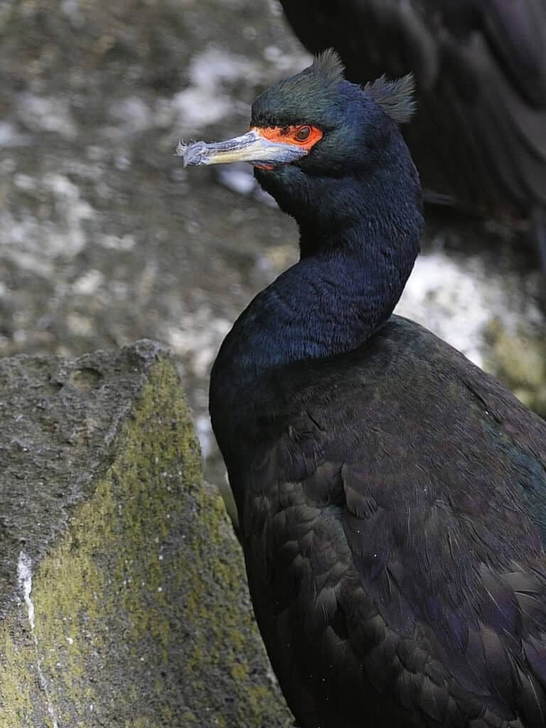 40 Birds With Crests (Tufted Heads) (Pictures and Identification)