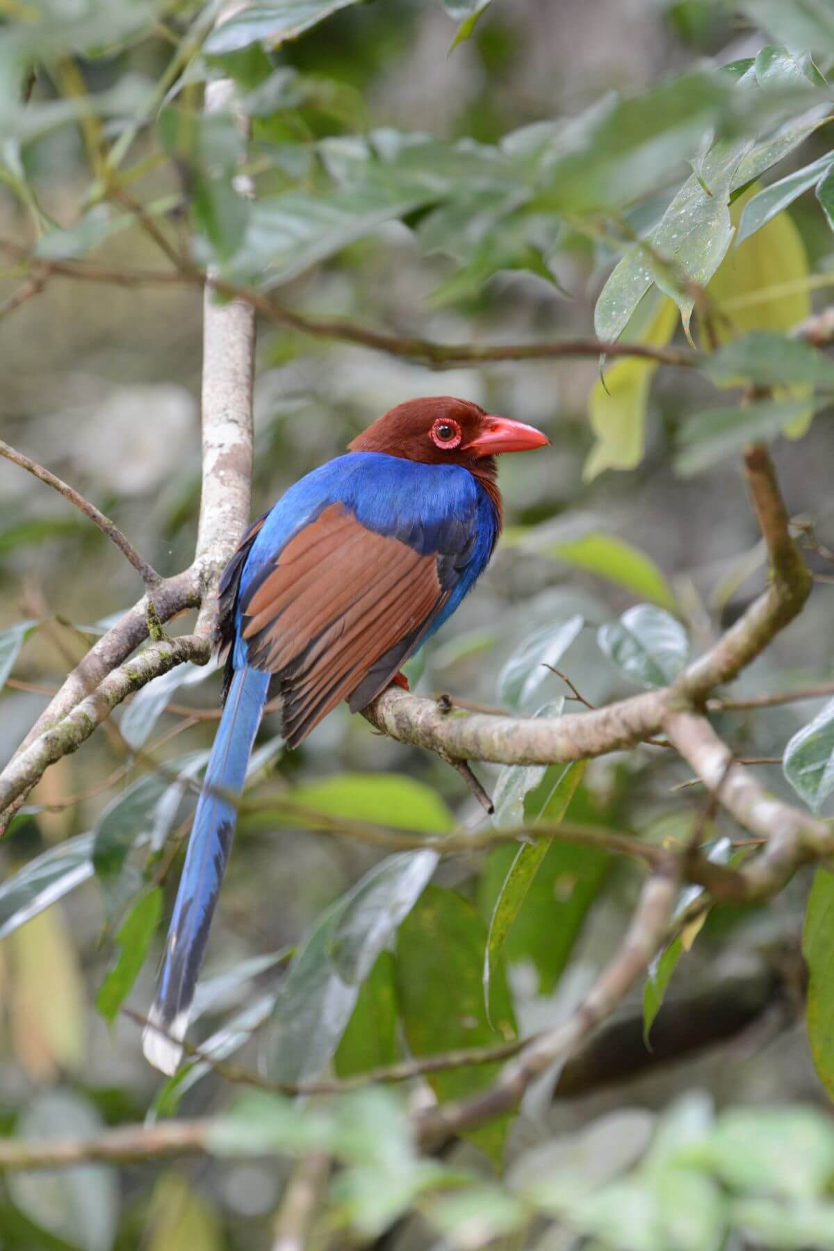 15 Amazing Birds With Blue Tails (with Pictures)