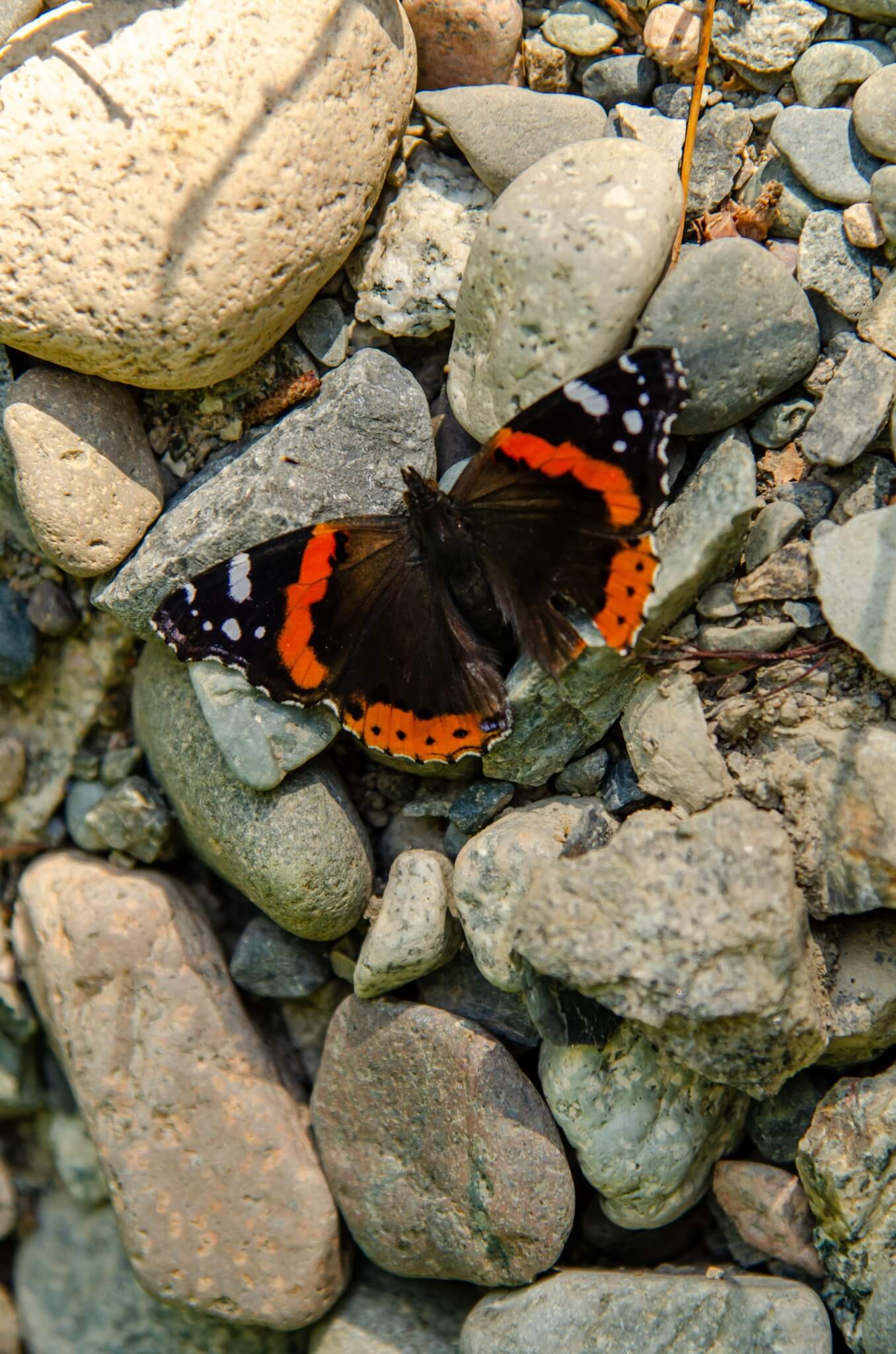 29 Common Butterflies in California (with Pictures)