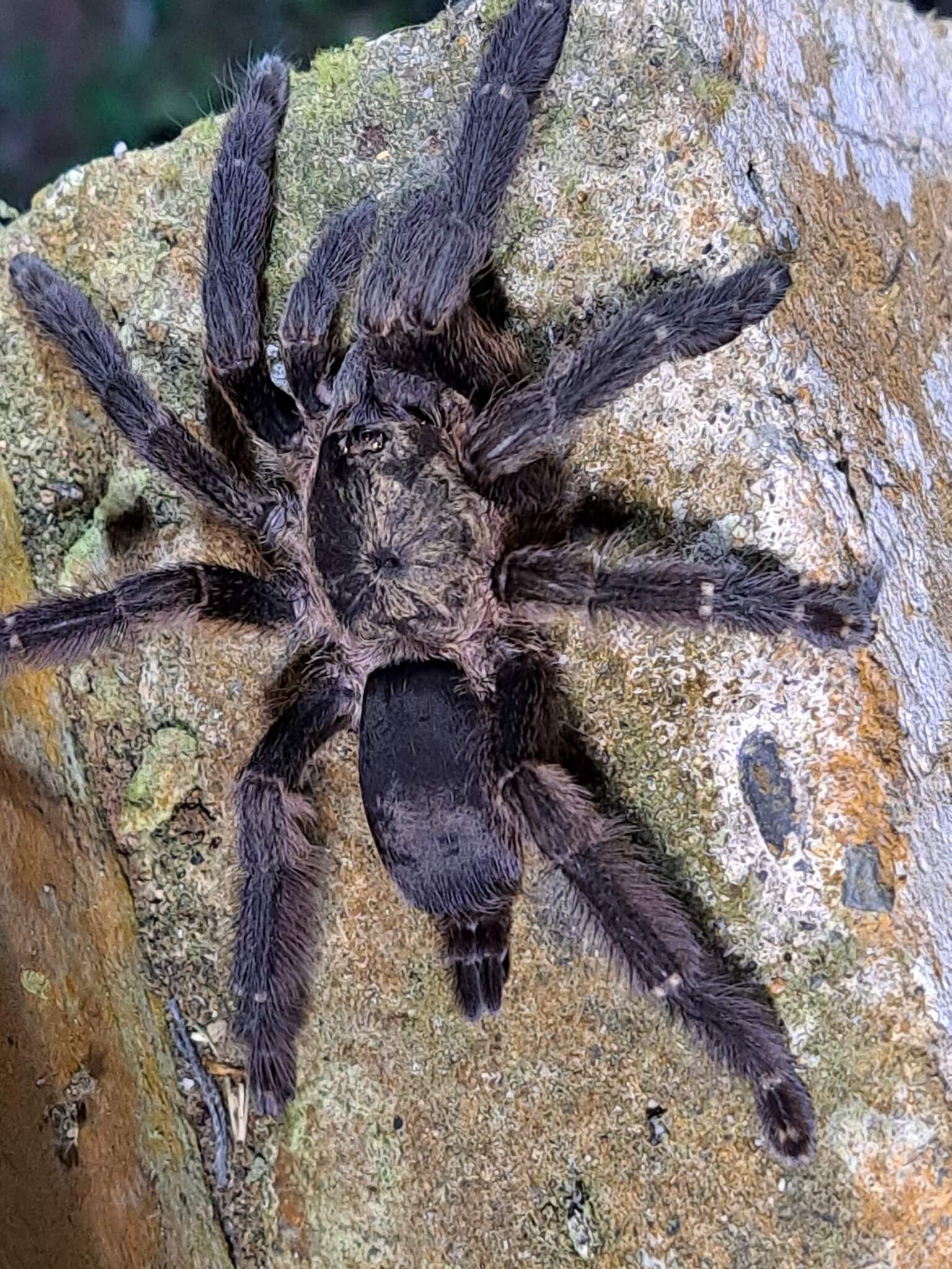 11 Best Arboreal Tarantulas (For Beginners and Advanced Owners)