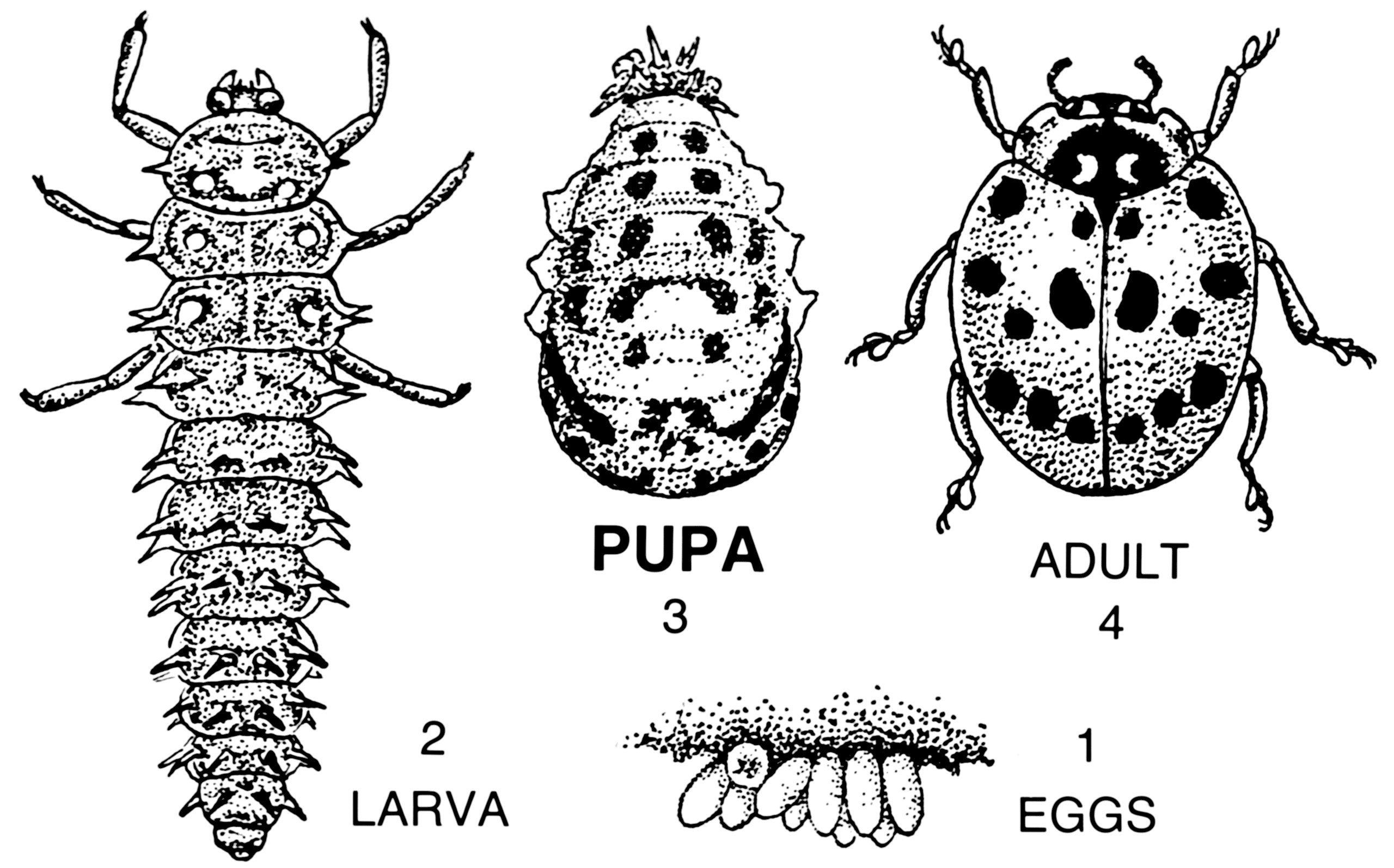 Ladybug Eggs: Everything You Need To Know