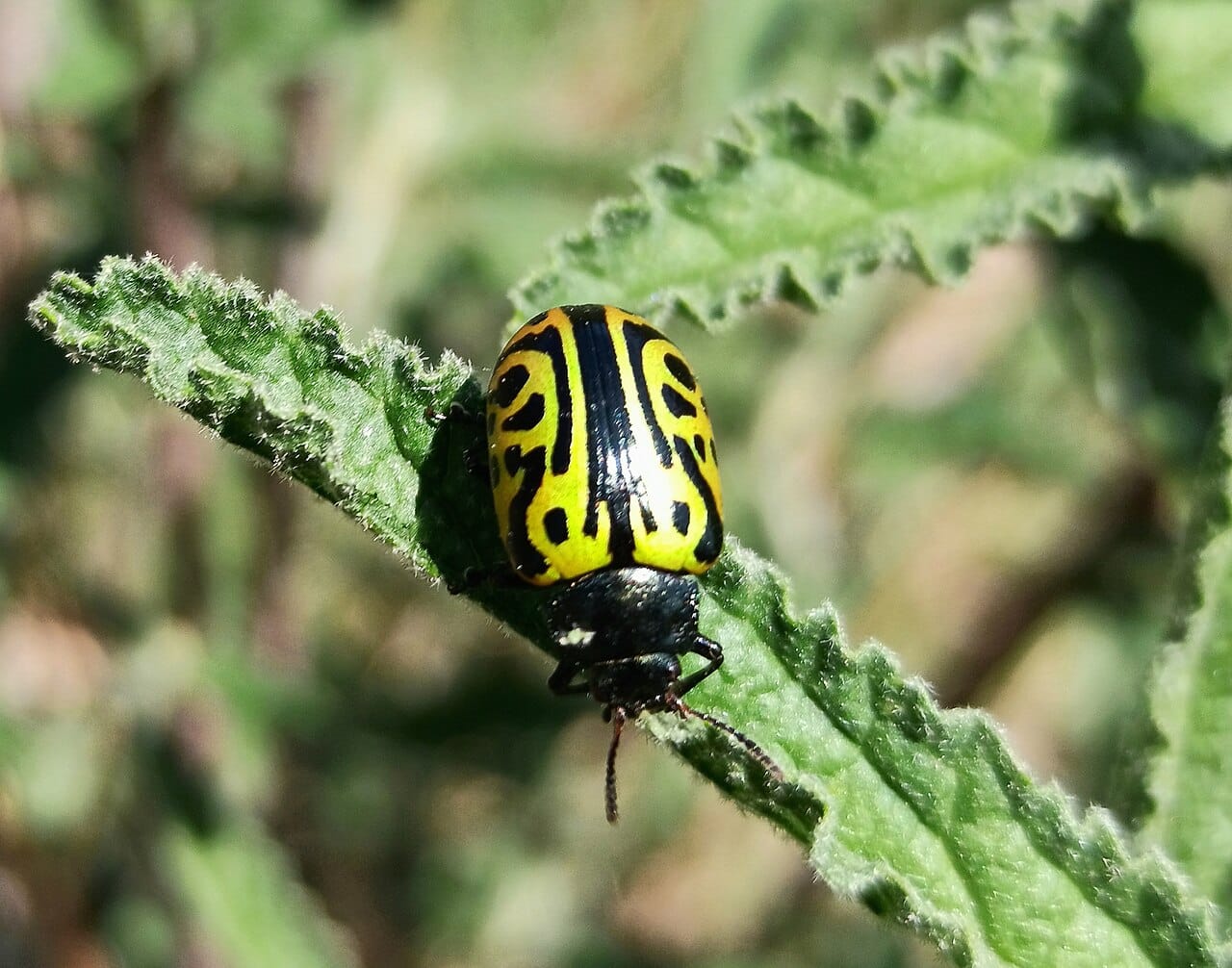 47 Types of Black and Yellow Beetles (with Pictures)